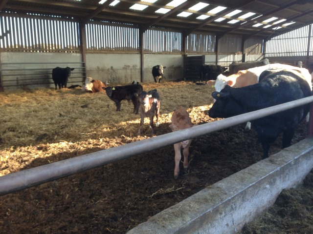 New Beef House | Page 3 | The Farming Forum