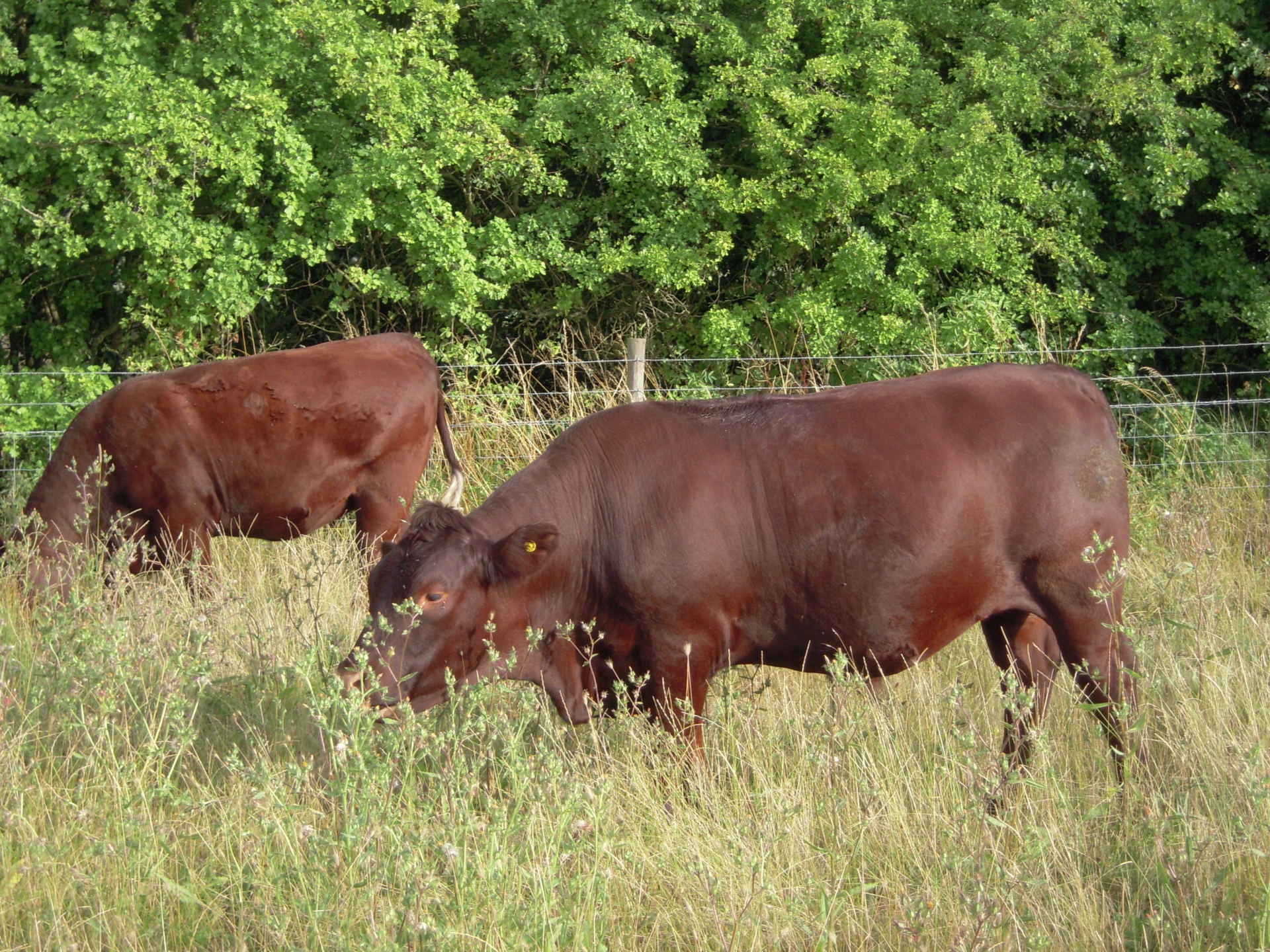 Livestock pictures | Page 16 | The Farming Forum