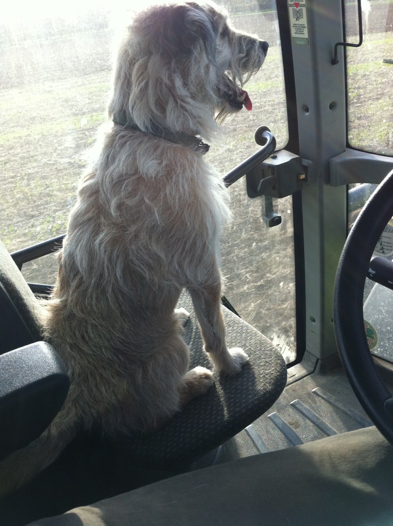 Dogs in tractors | The Farming Forum