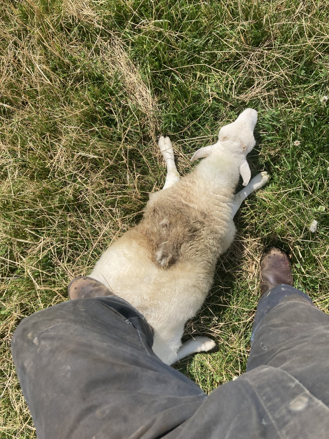 Easycare sheep experiment | Page 4 | The Farming Forum