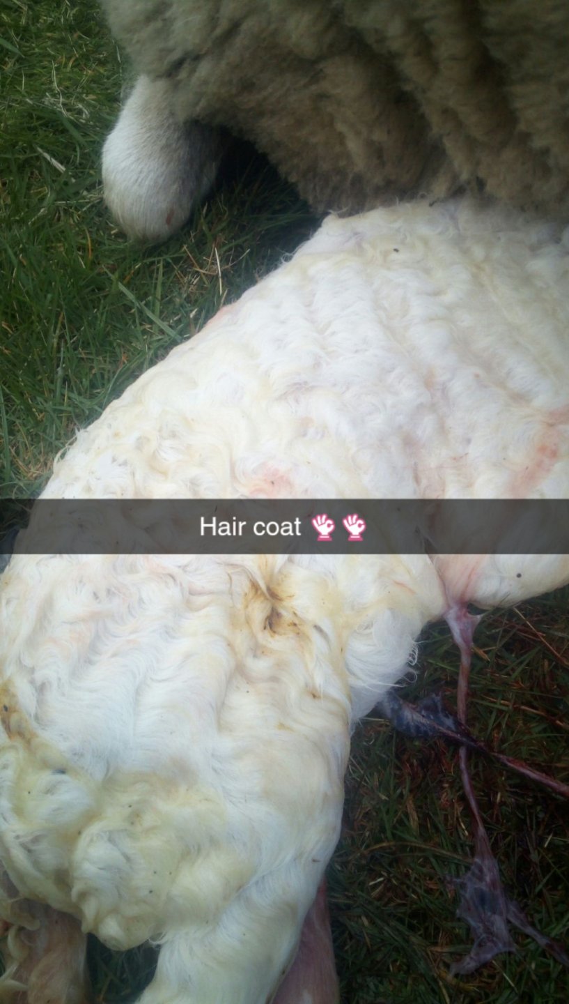Easycare sheep experiment | Page 9 | The Farming Forum