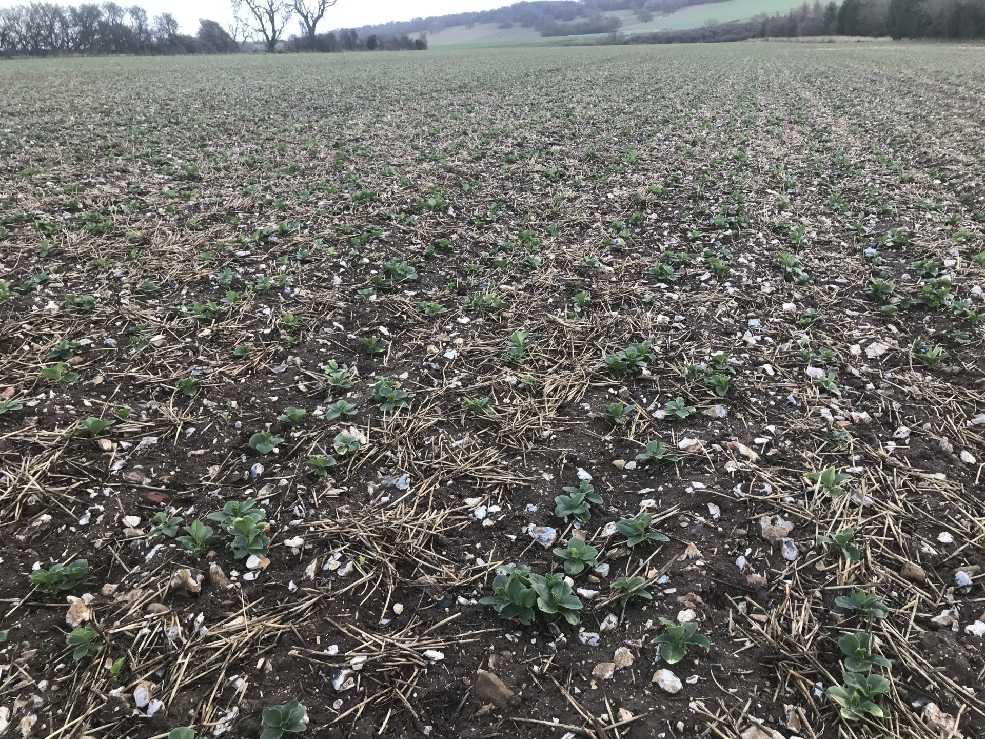 Winter beans | Page 2 | The Farming Forum