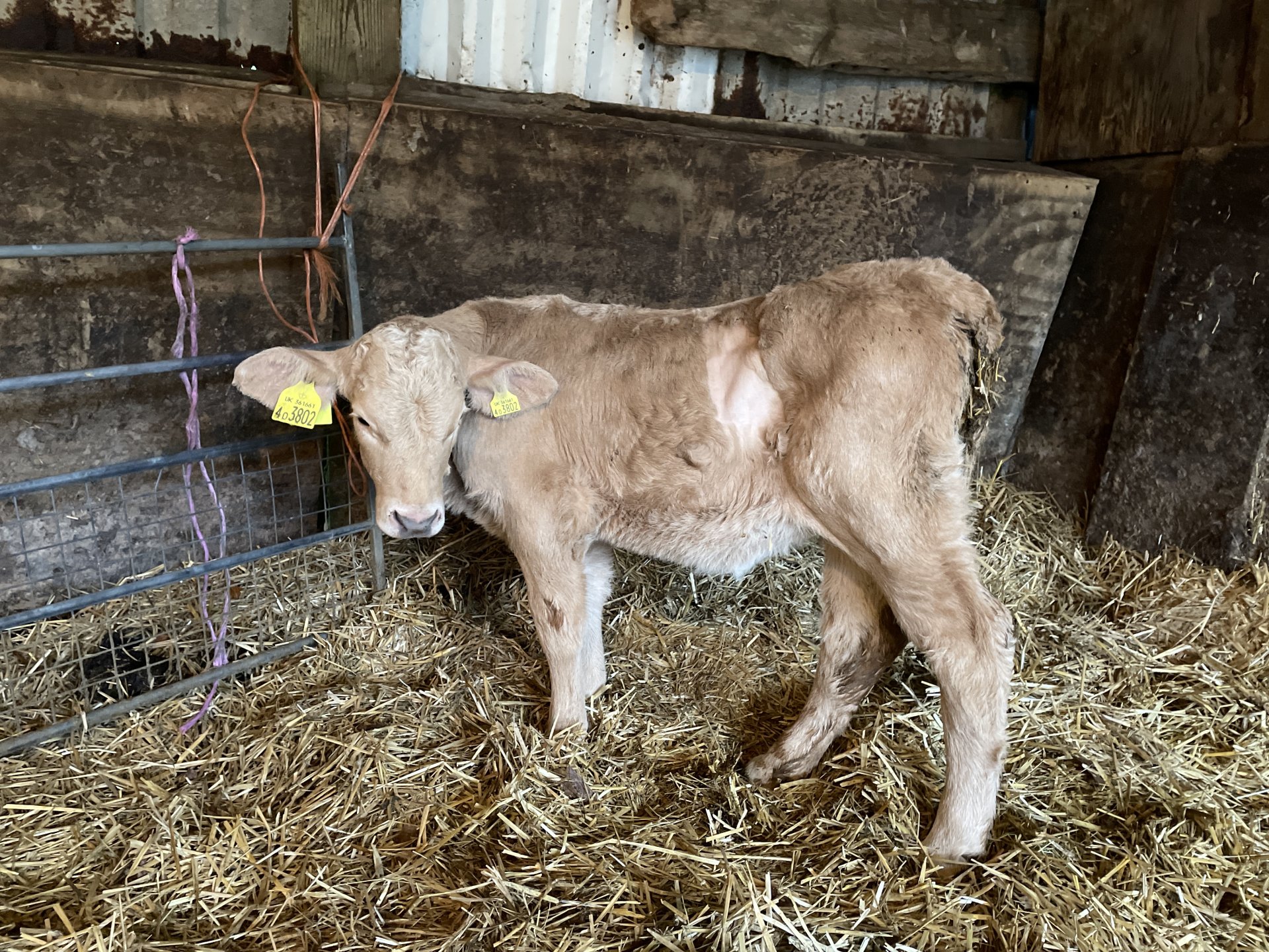 Desperately need help feeding a calf - please!! | Page 2 | The Farming ...