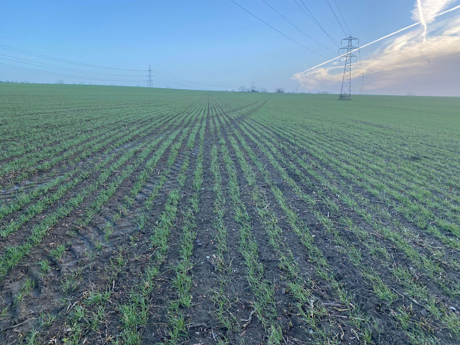 Establishing Catch Crops | Page 2 | The Farming Forum