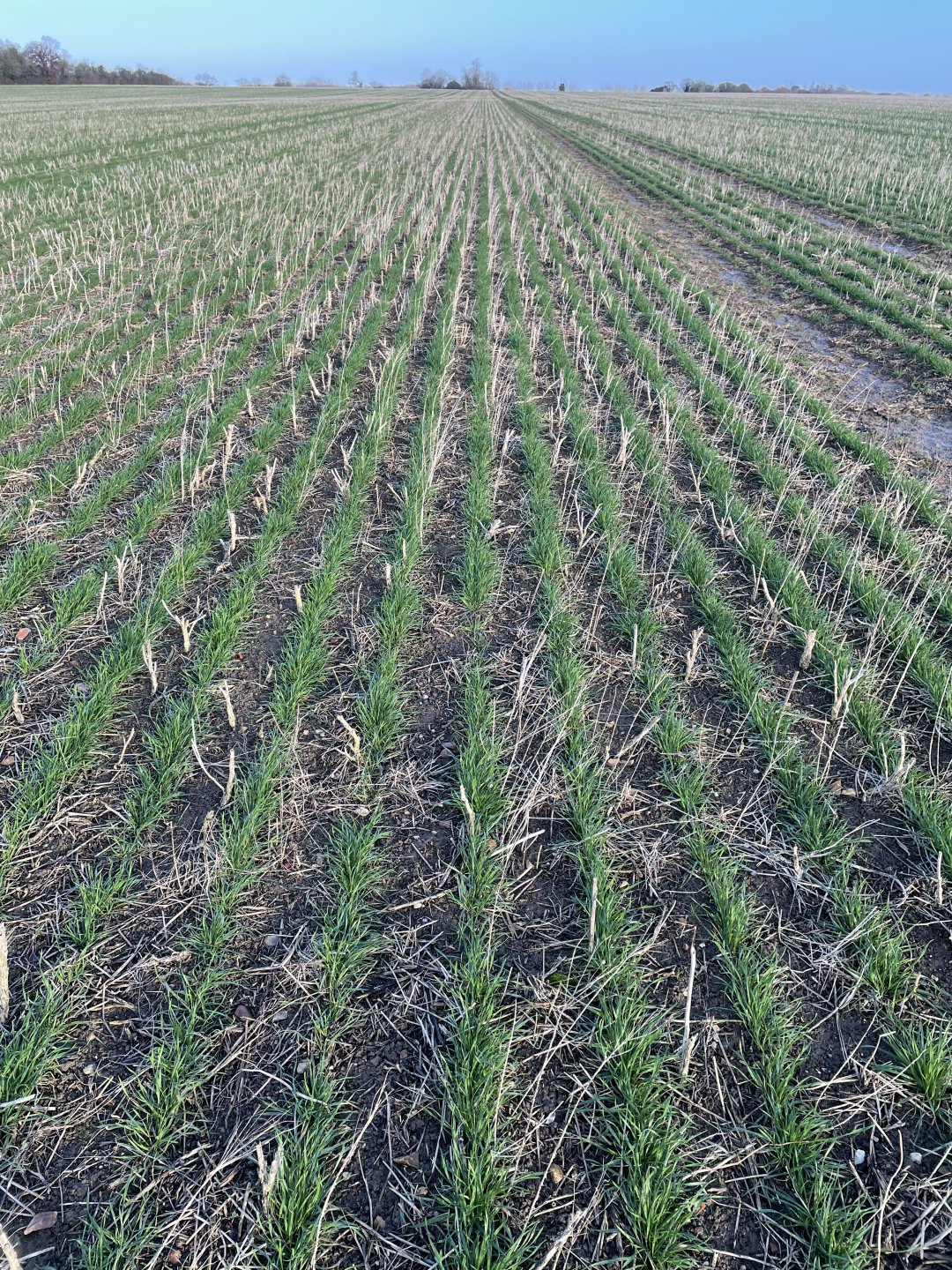 Establishing Catch Crops | Page 2 | The Farming Forum