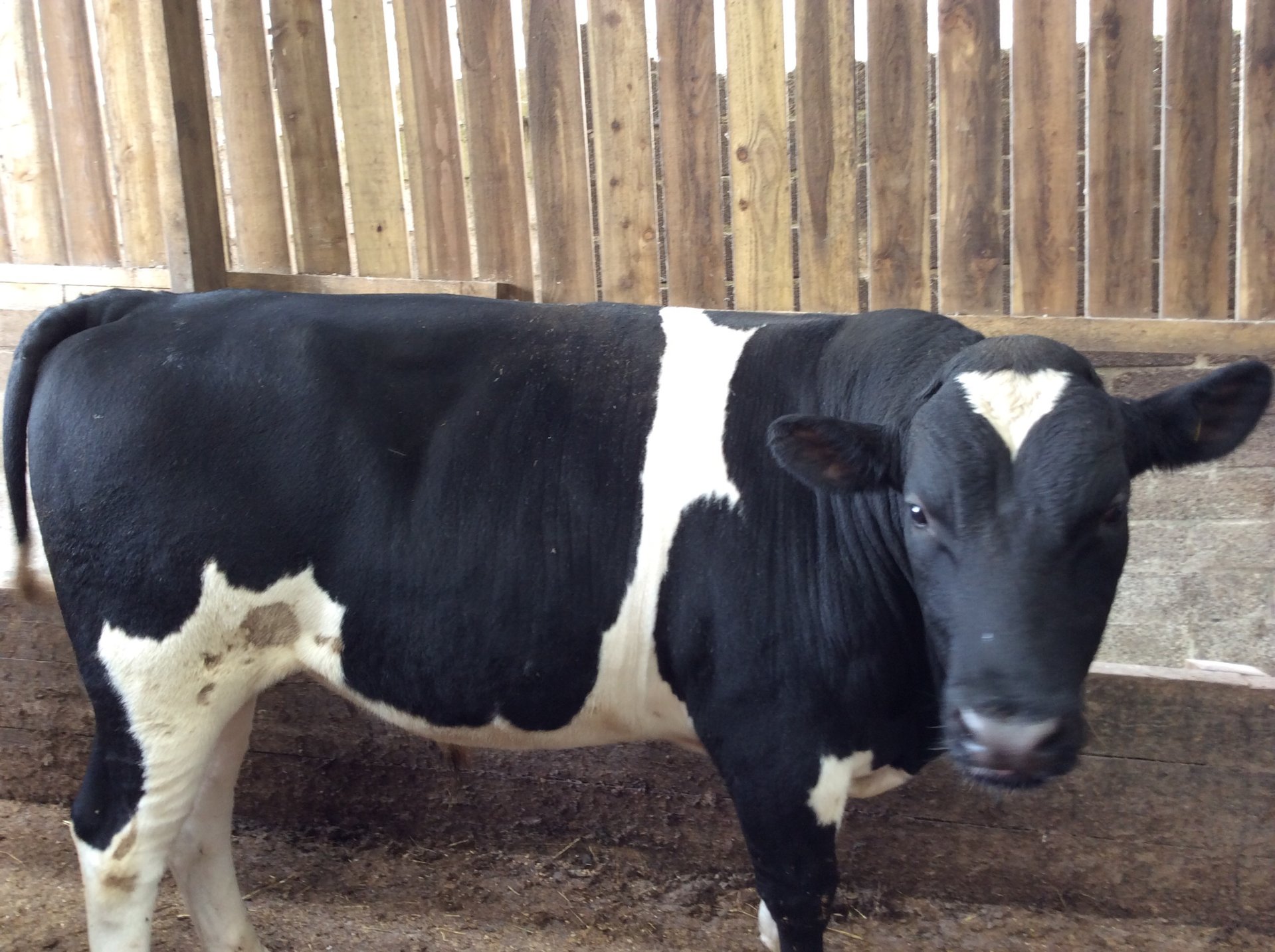 Goonhilly Arthur British Friesian Bull | The Farming Forum