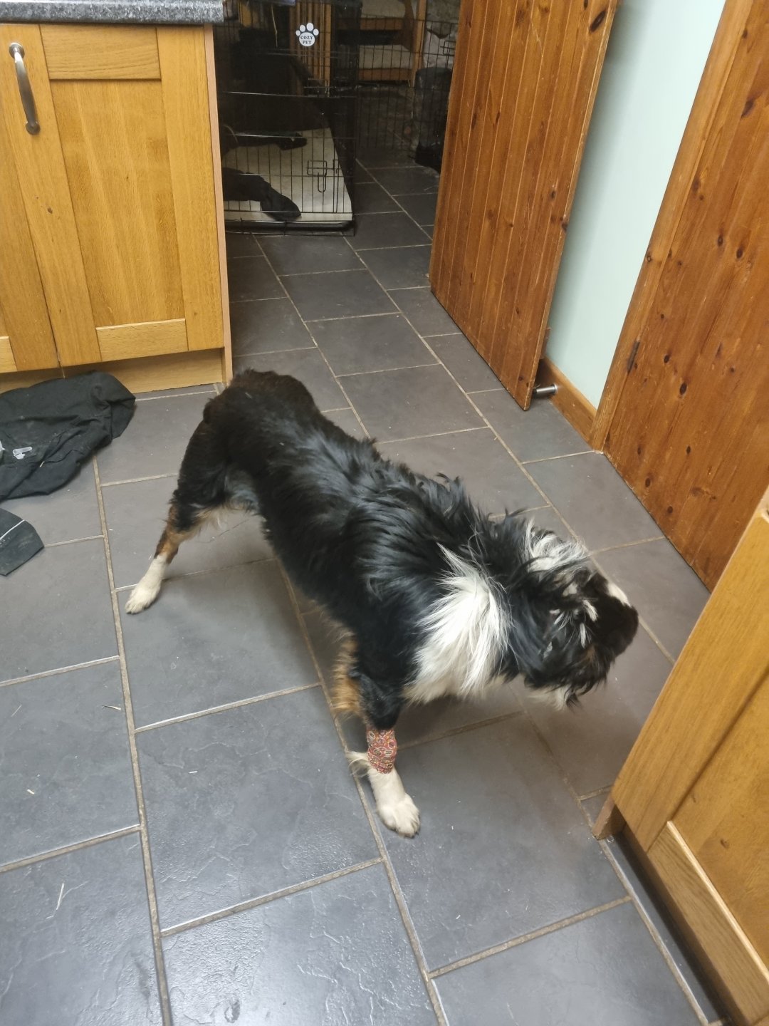 Poorly dog | Page 2 | The Farming Forum