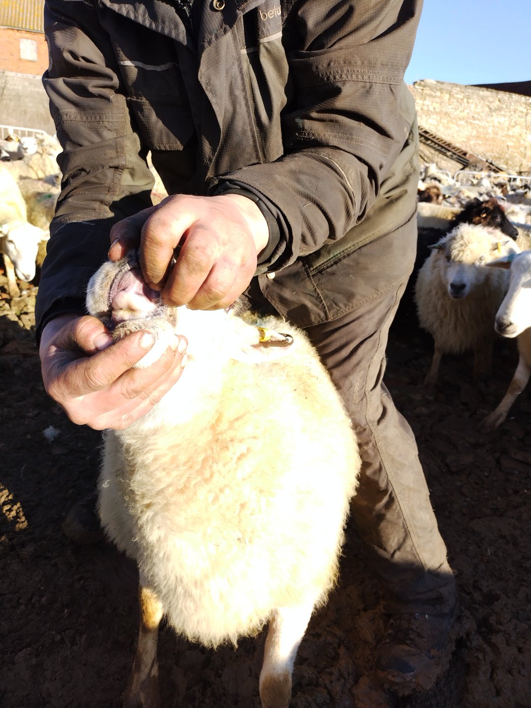 Easycare sheep experiment | Page 11 | The Farming Forum