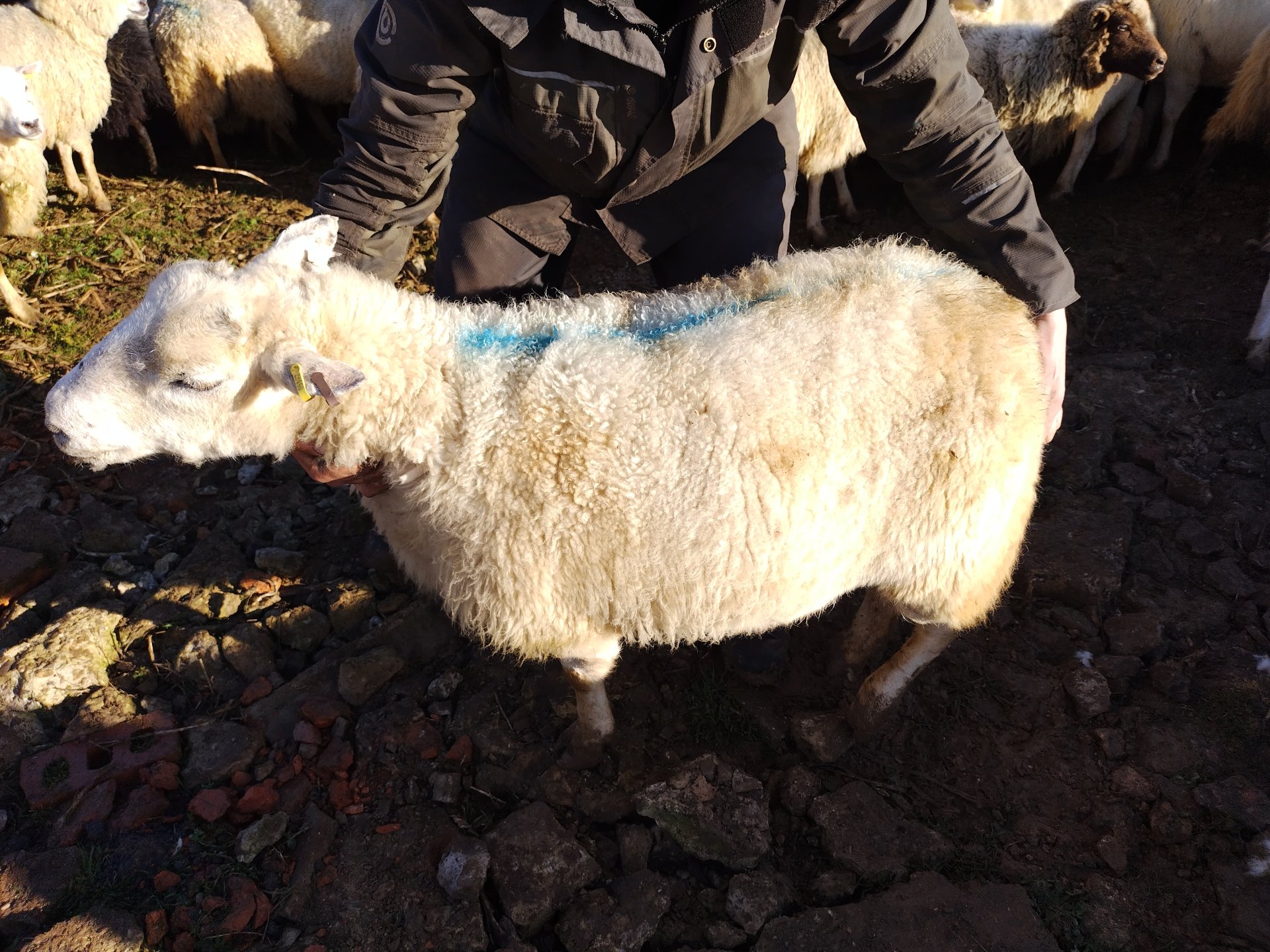 Easycare sheep experiment | Page 11 | The Farming Forum