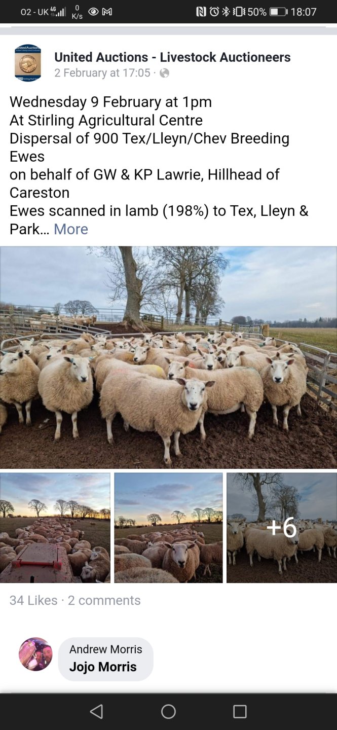 Easycare sheep experiment | Page 12 | The Farming Forum