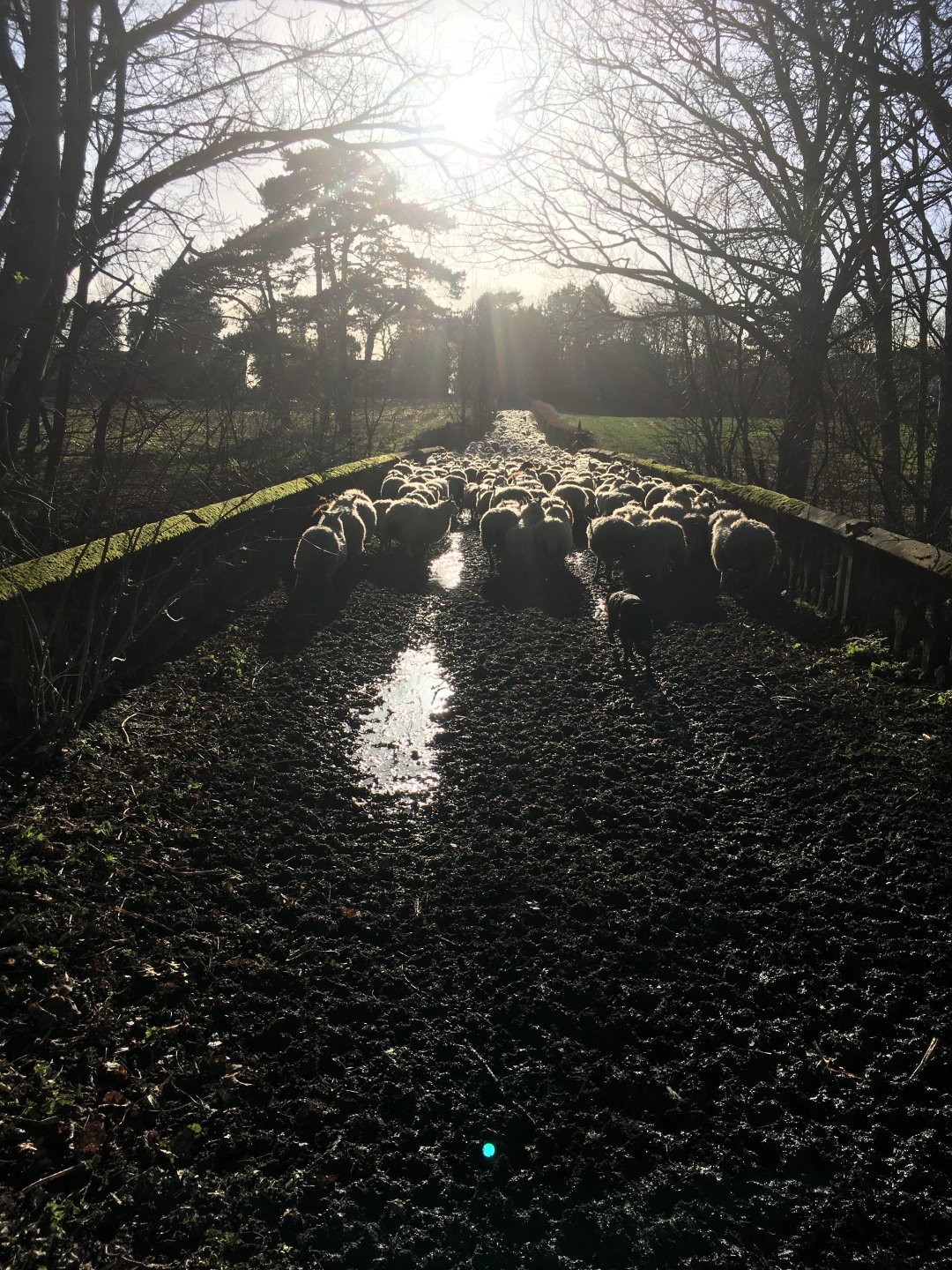 Beef / Lamb & Pig Price Tracker | Page 4477 | The Farming Forum