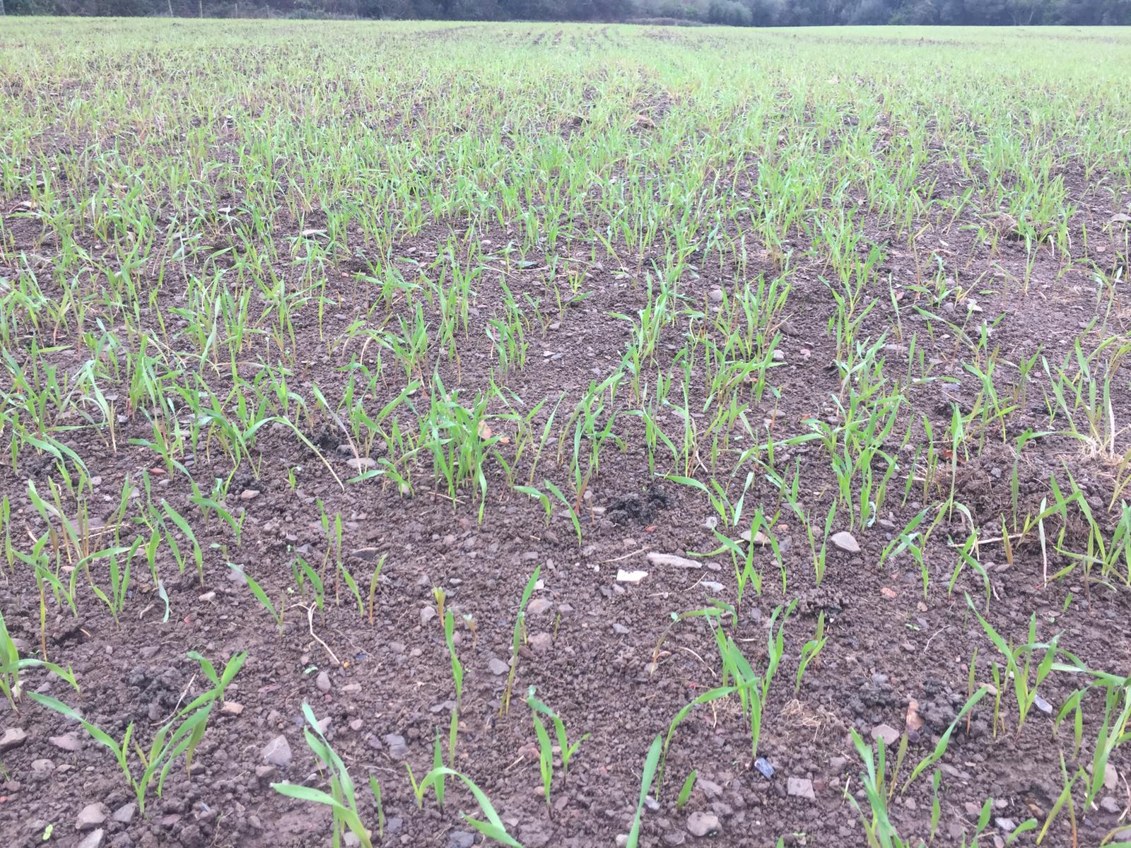 Forage rye silage | Page 2 | The Farming Forum