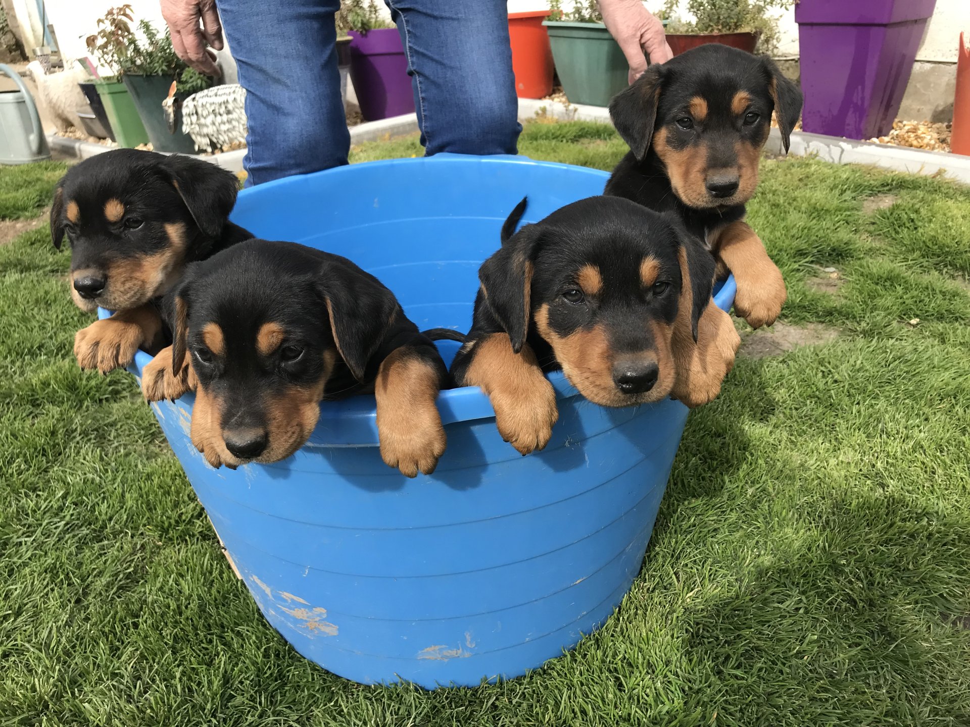 Huntaway Pups | The Farming Forum