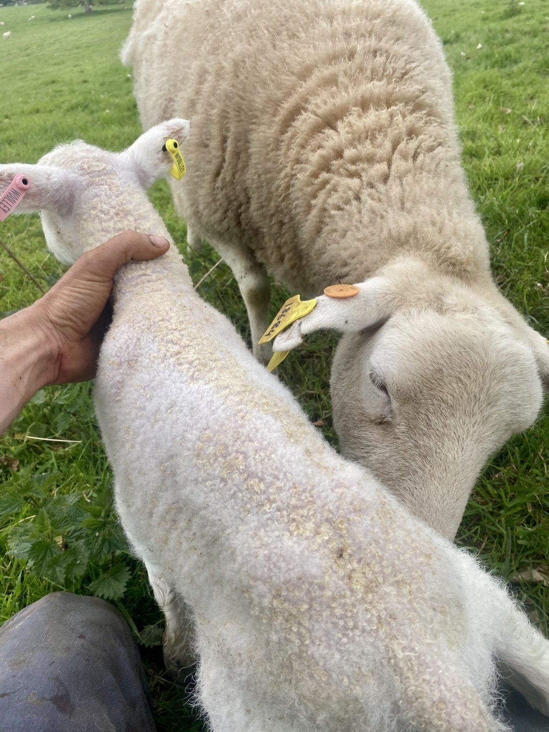 Easycare sheep experiment | Page 21 | The Farming Forum