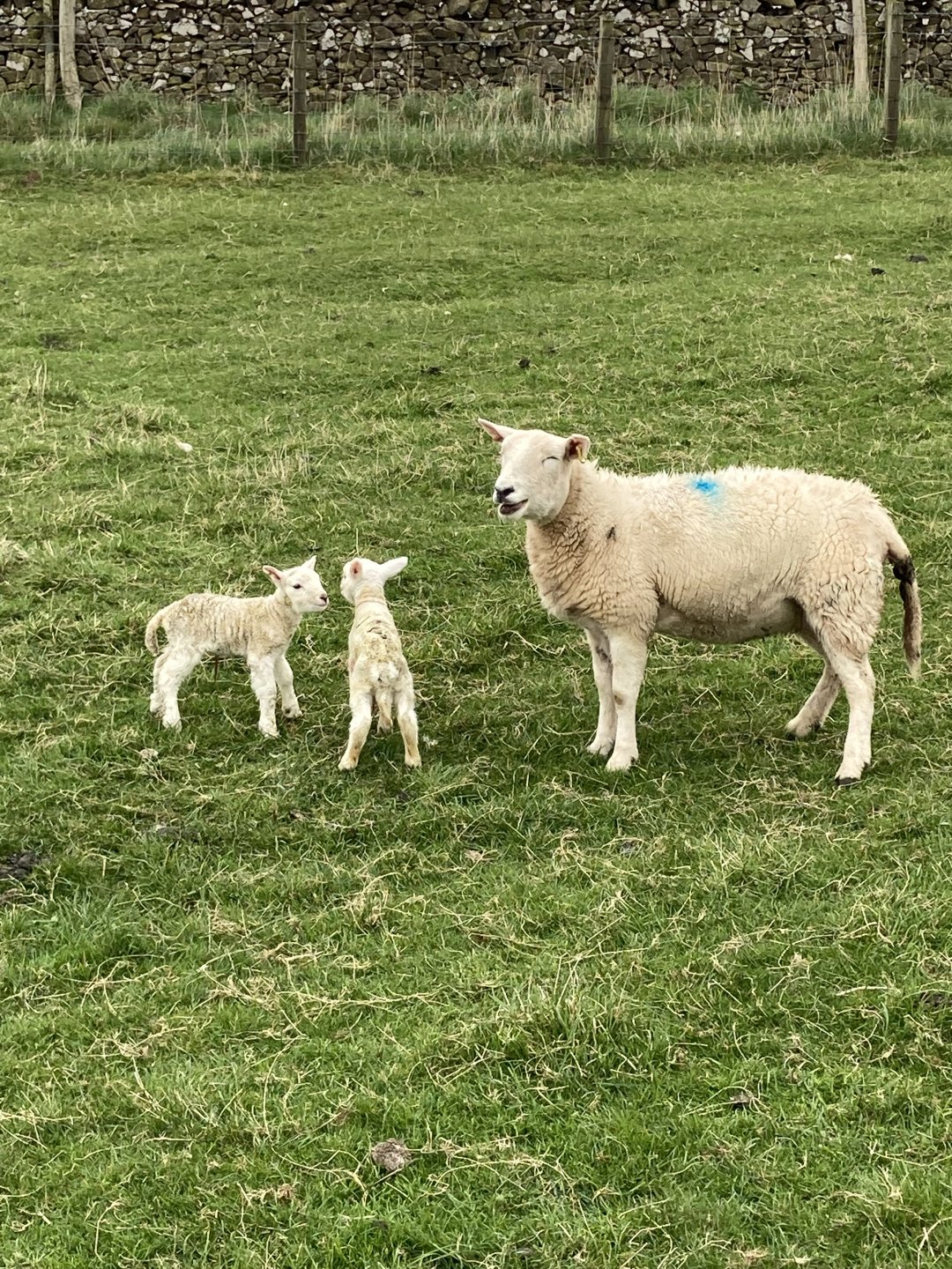 Easycare sheep experiment | Page 22 | The Farming Forum