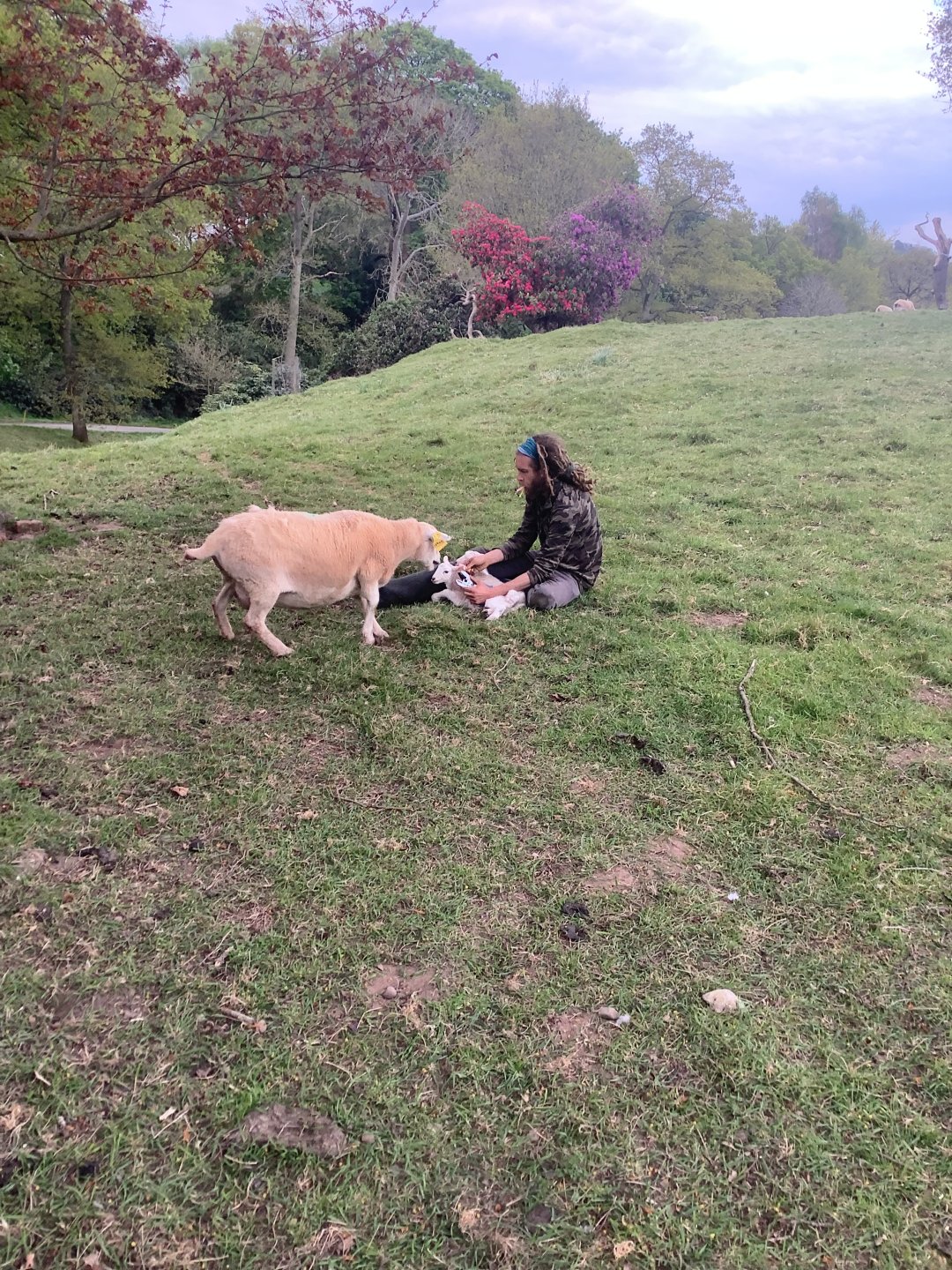 Easycare sheep experiment | Page 22 | The Farming Forum