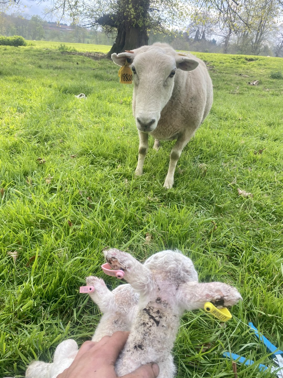 Easycare sheep experiment | Page 24 | The Farming Forum