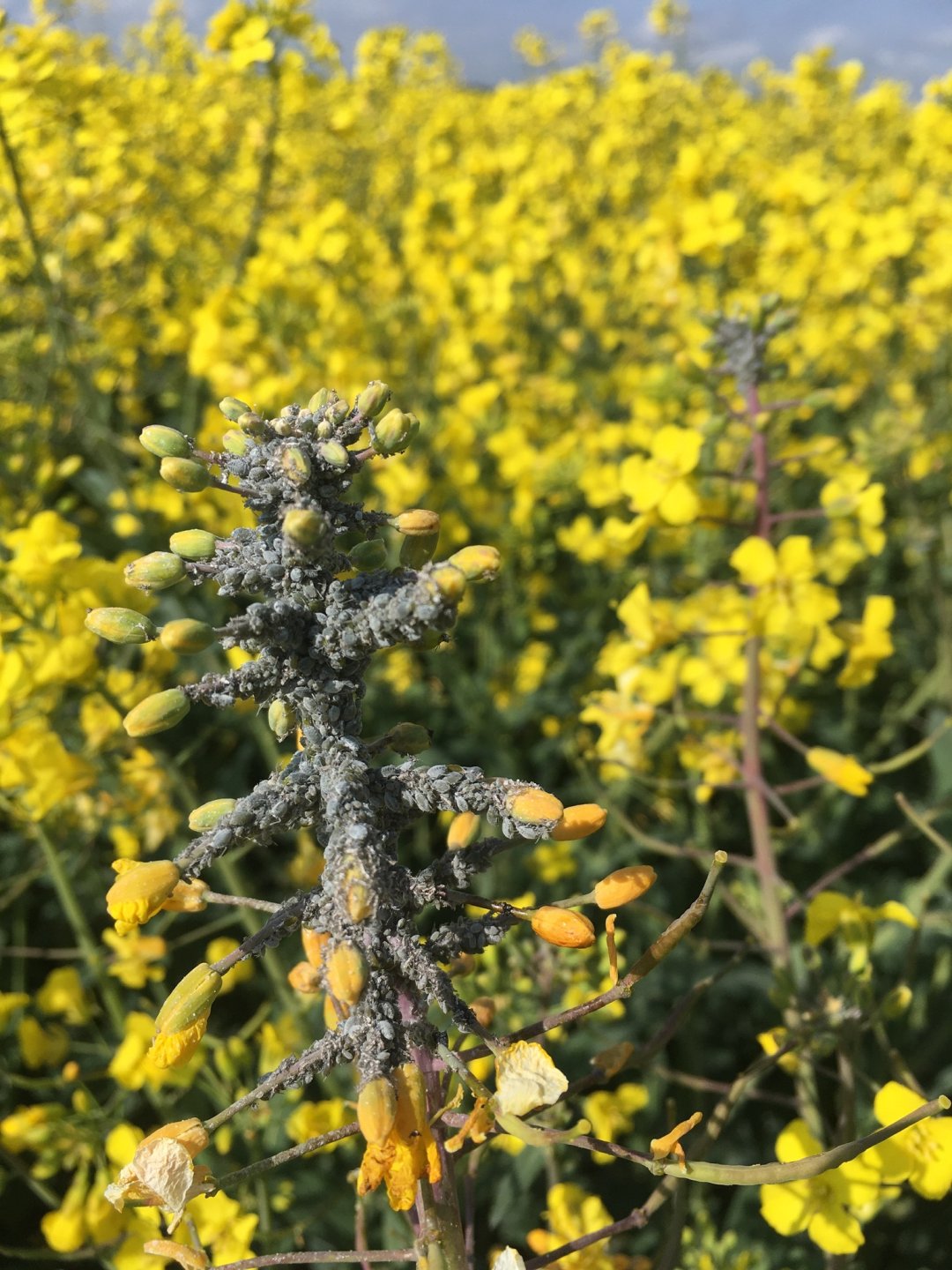 Sclerotinia on rape | Page 2 | The Farming Forum