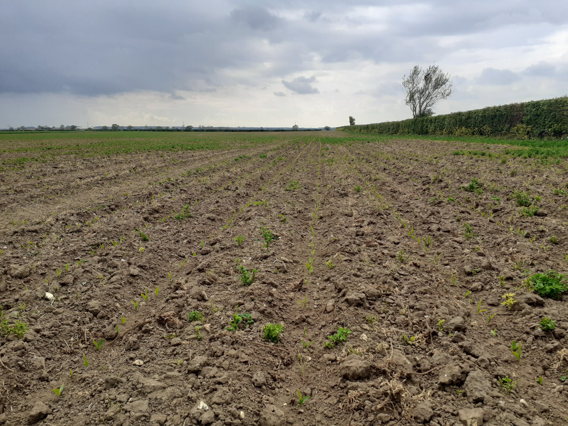 Direct/Strip-till drilling photo gallery | Page 122 | The Farming Forum