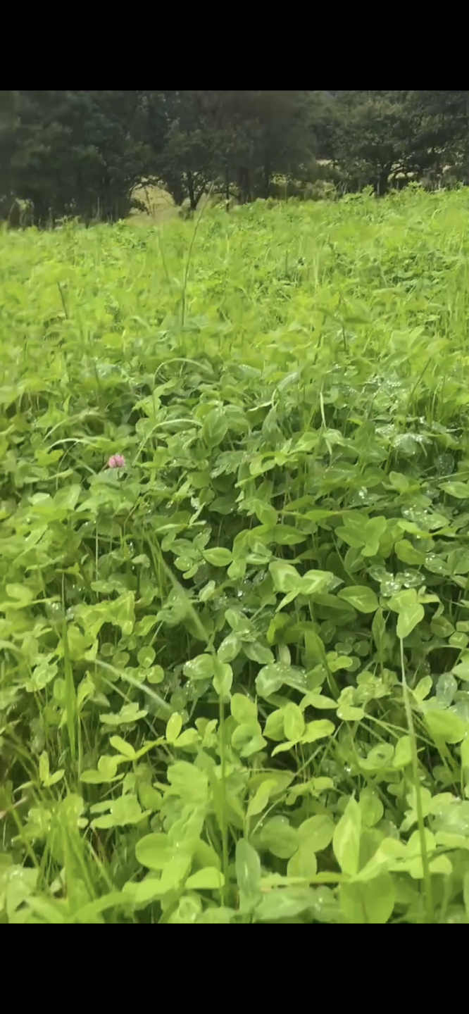 Red Clover | Page 3 | The Farming Forum