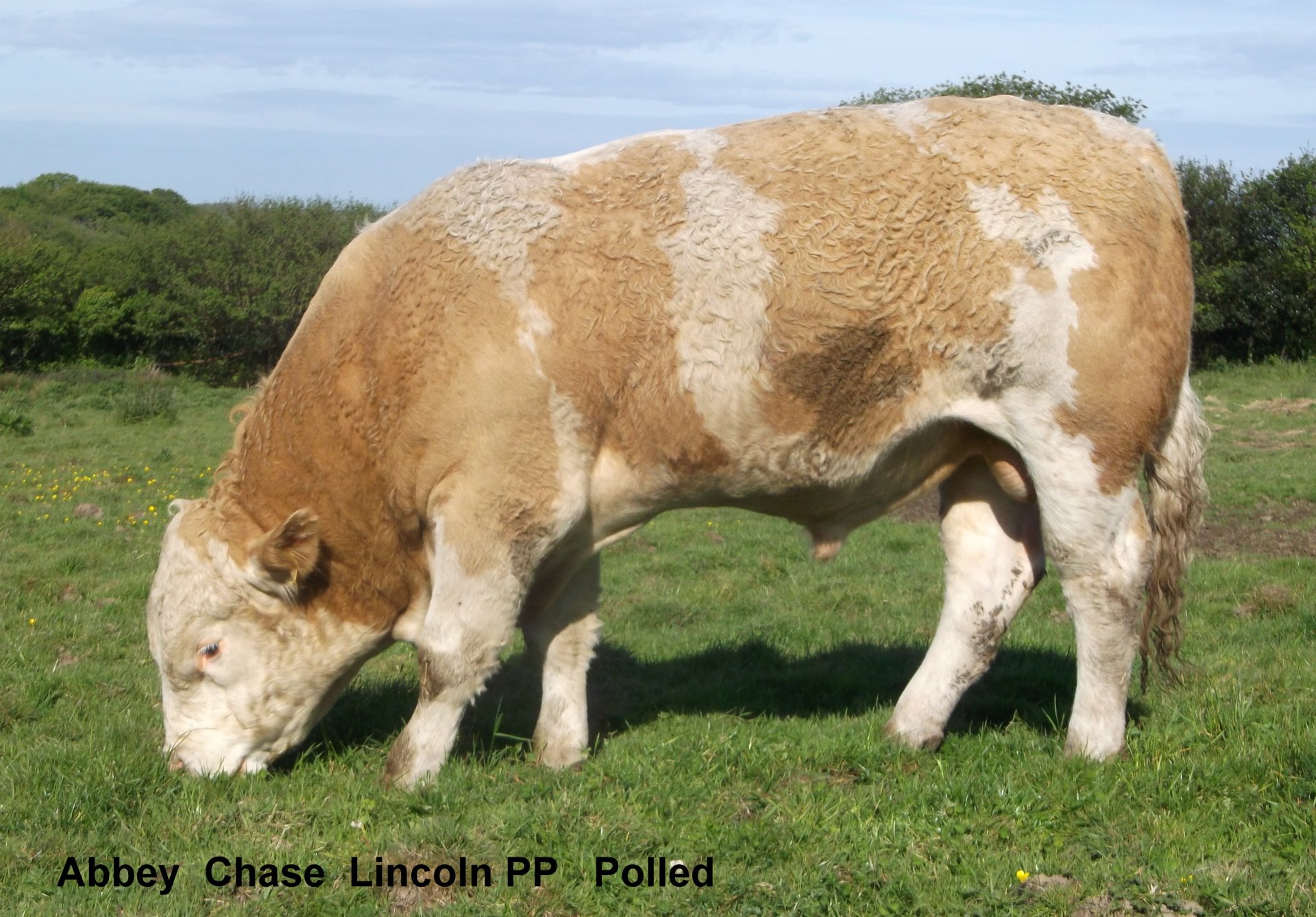 Polled Simmental Bull for sale | The Farming Forum