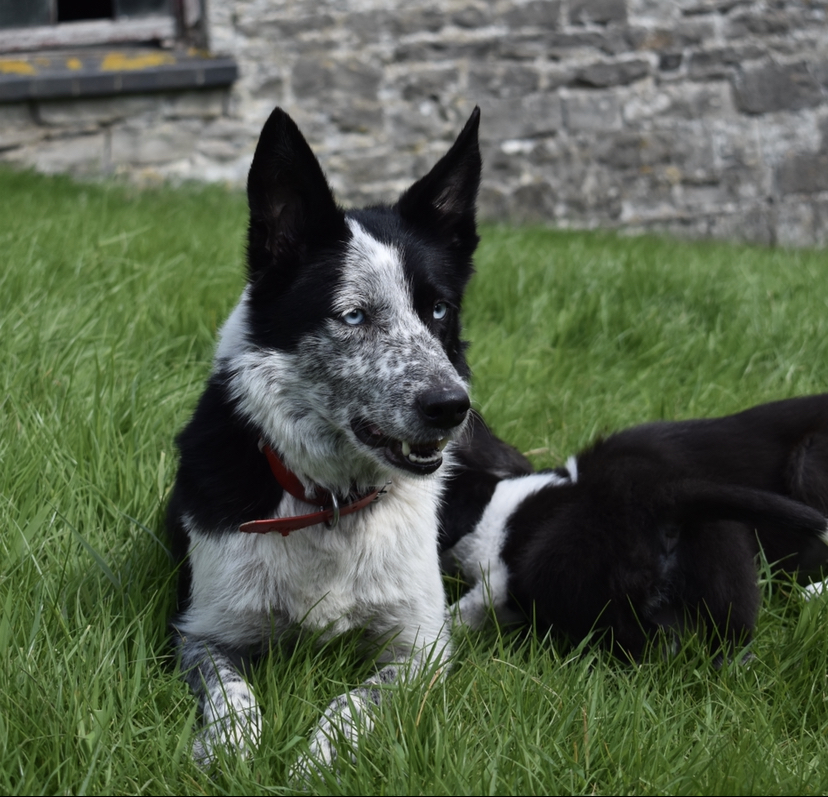 Registered B&W dog pup for sale | The Farming Forum