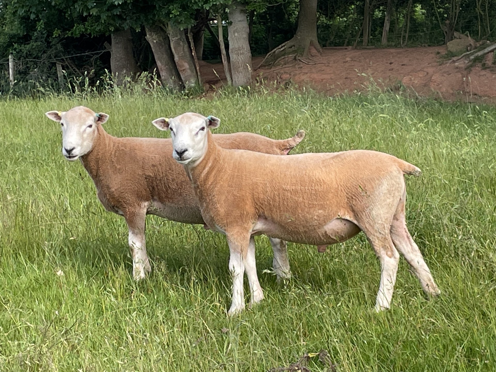 Lleyn shearling rams ready for new homes | The Farming Forum