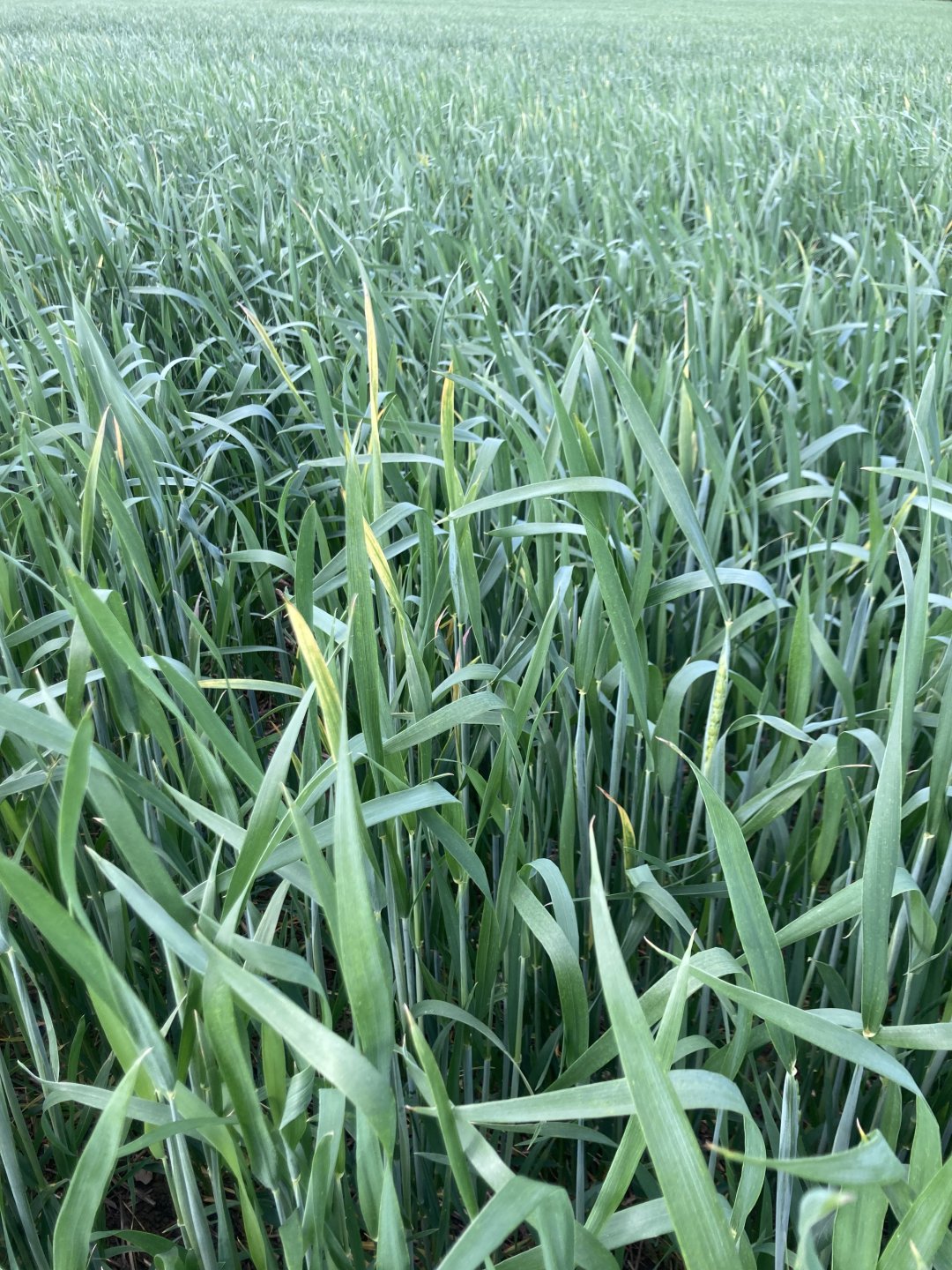 Whats wrong with this spring Barley? | Page 2 | The Farming Forum