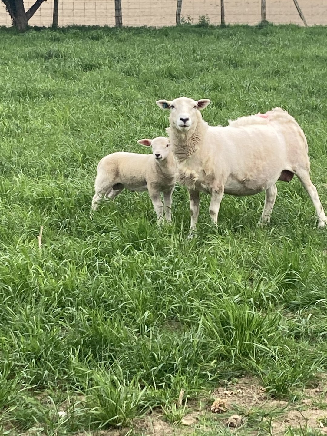 Easycare sheep experiment | Page 29 | The Farming Forum