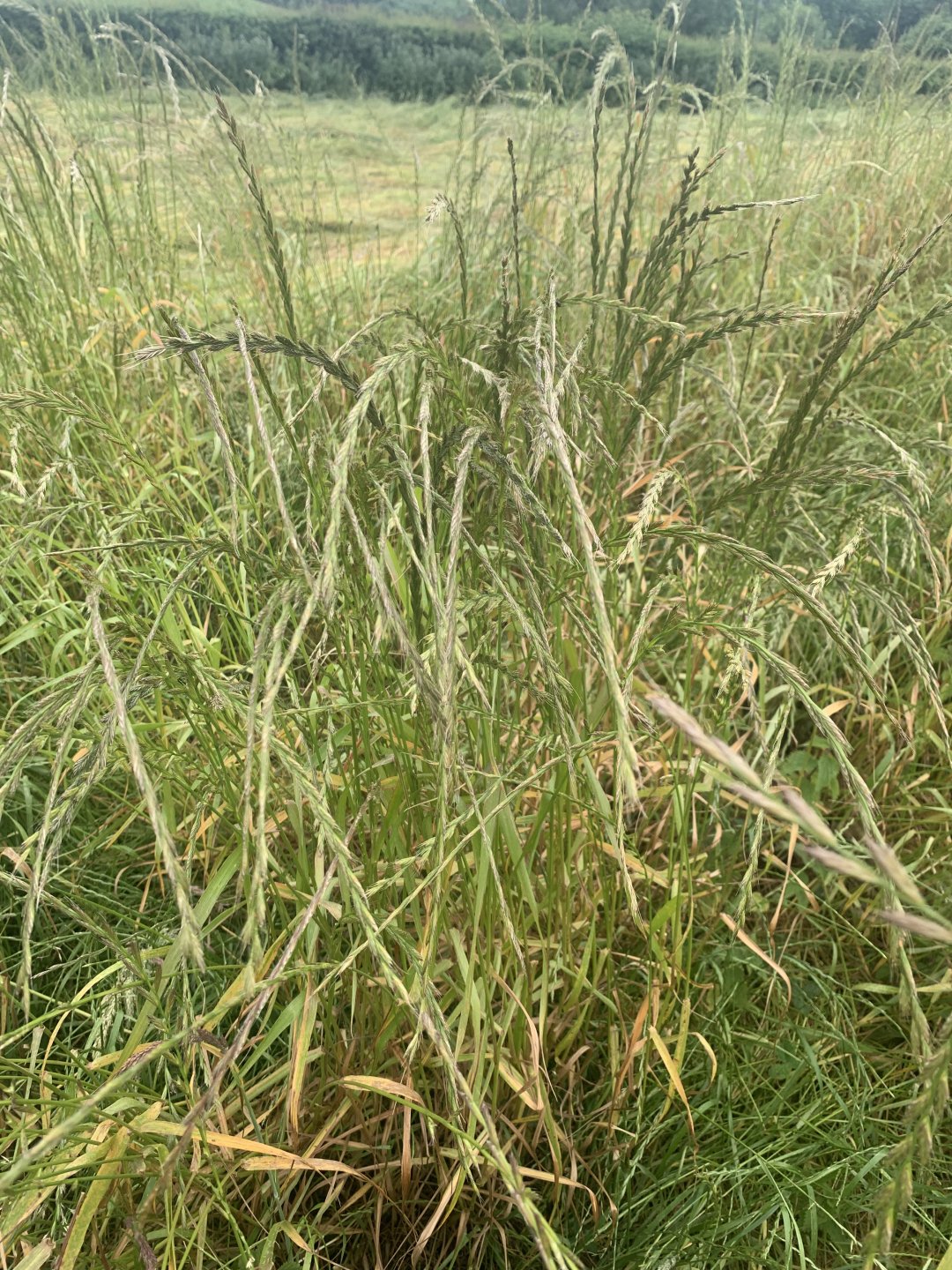 Grass identification | The Farming Forum