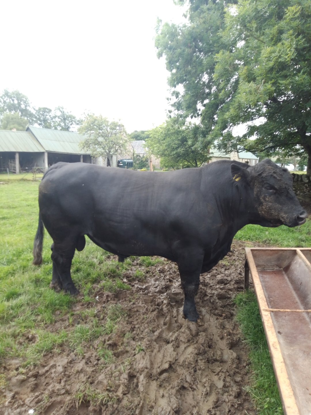 Angus bull | The Farming Forum