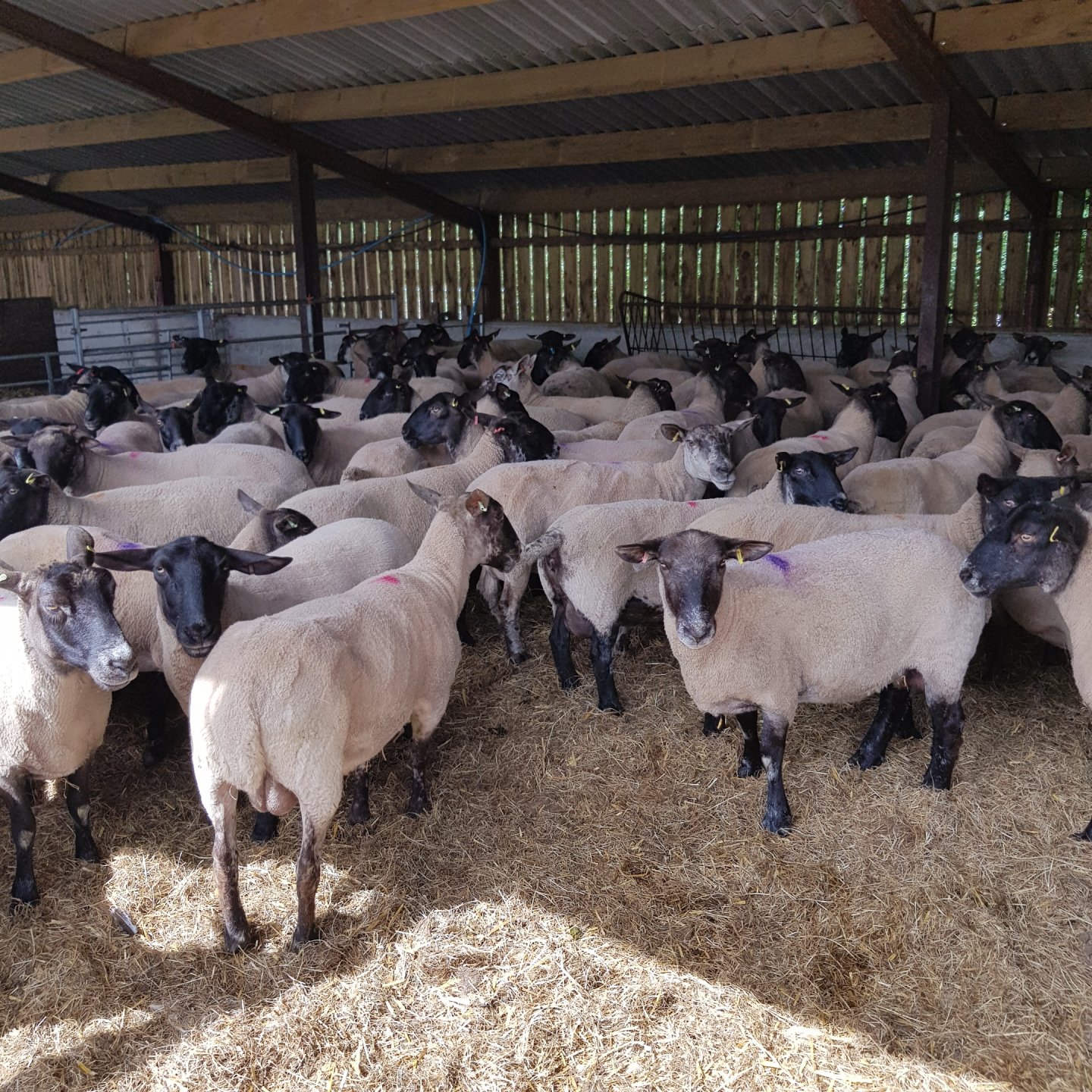 Sponging ewes this year? | The Farming Forum