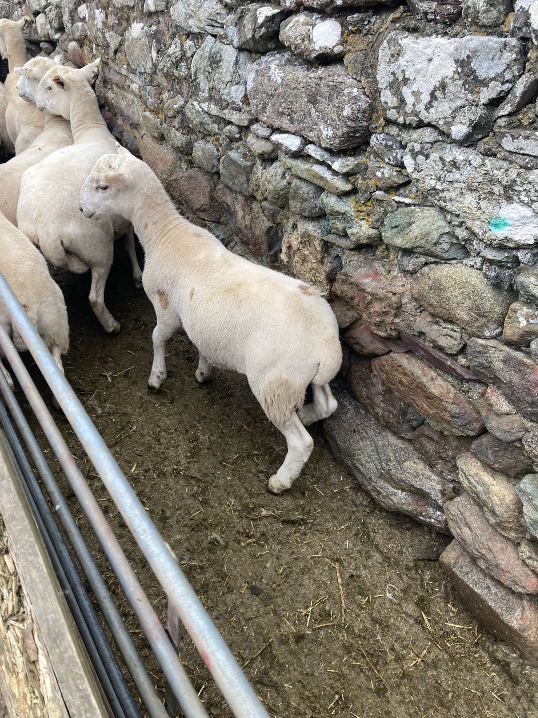 Regerative grazing sheep breed? | Page 5 | The Farming Forum