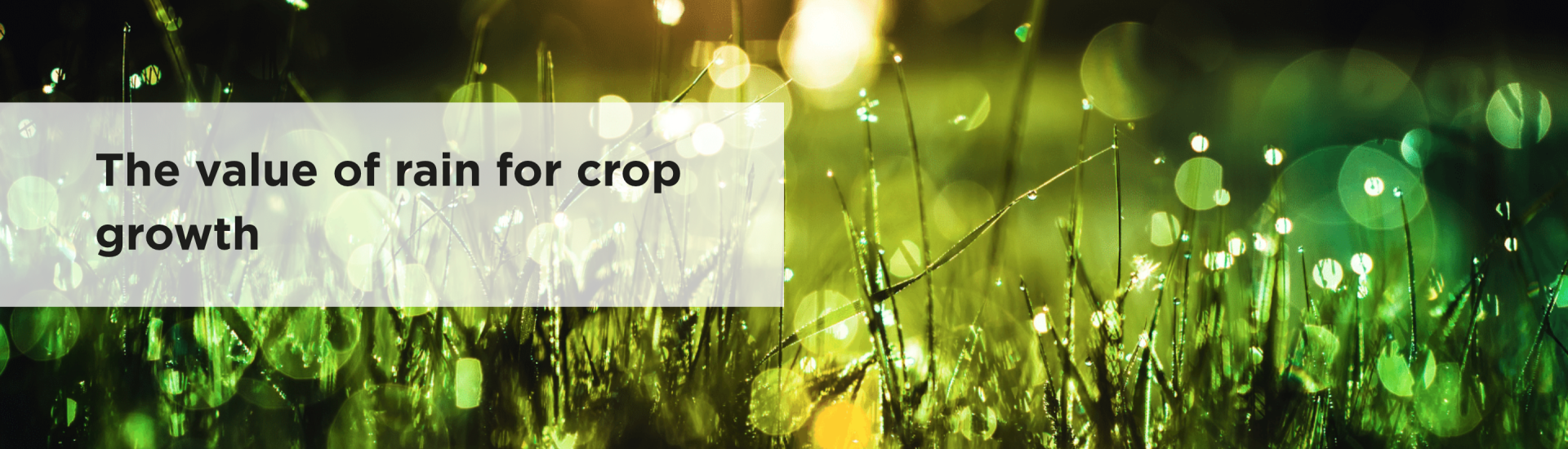 The value of rain for crop growth | The Farming Forum