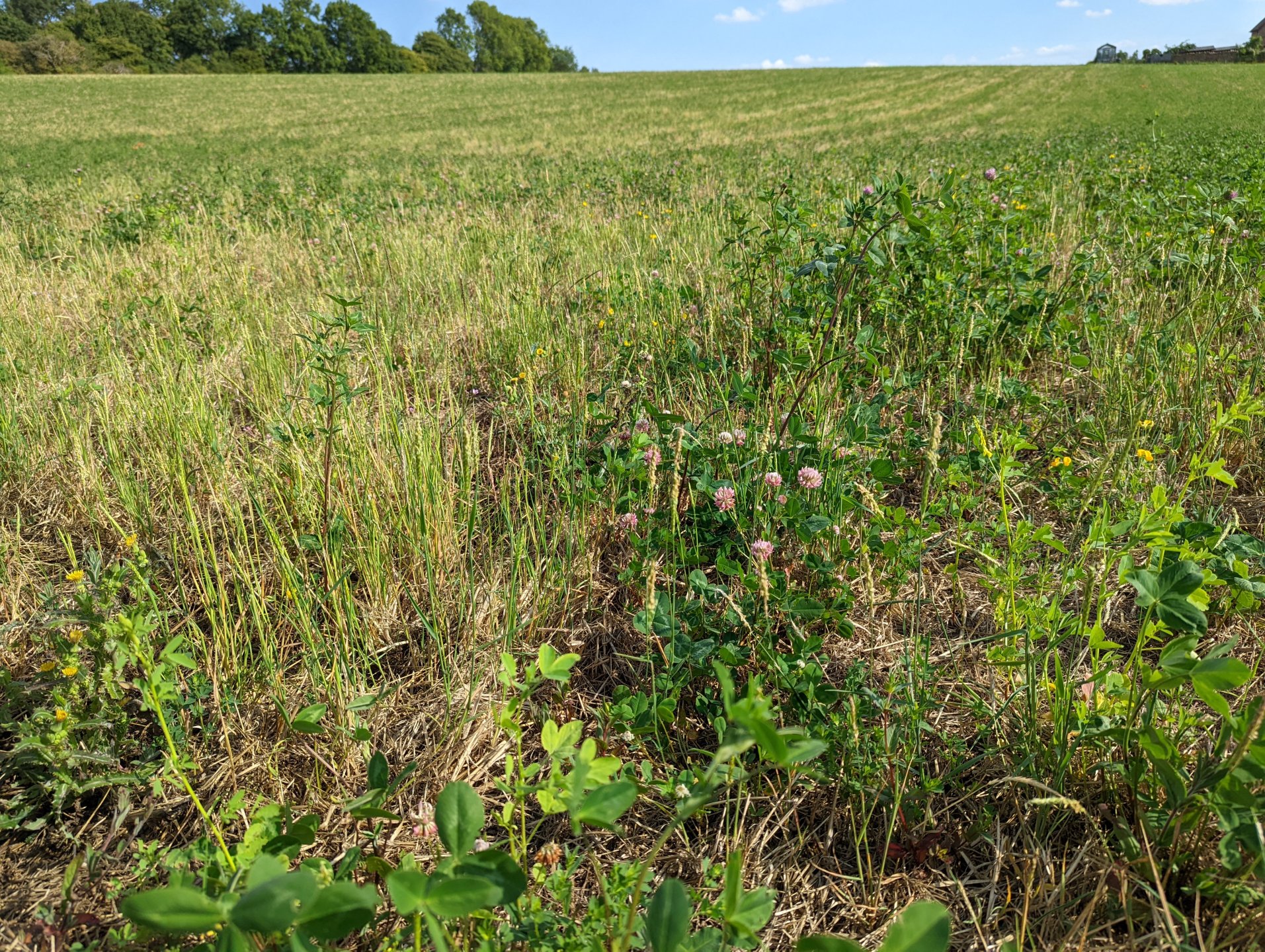 AB15 2 year legume fallow | Page 26 | The Farming Forum