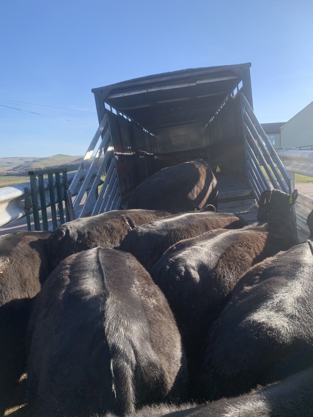 Loading Cattle How Easy Is It For You? | Page 4 | The Farming Forum