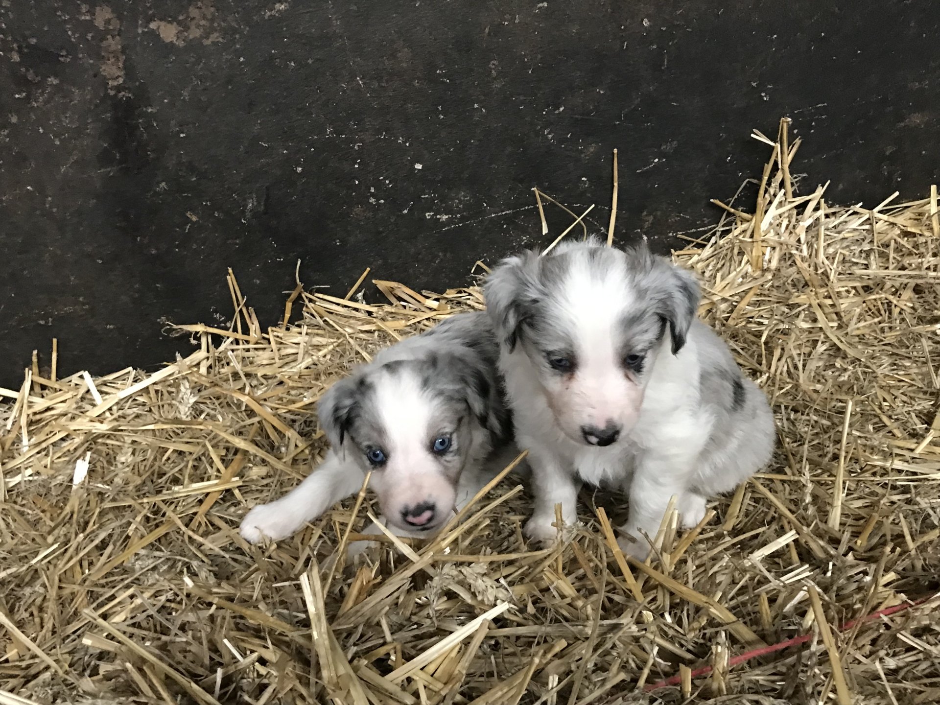 Blue Merle collie pups | The Farming Forum