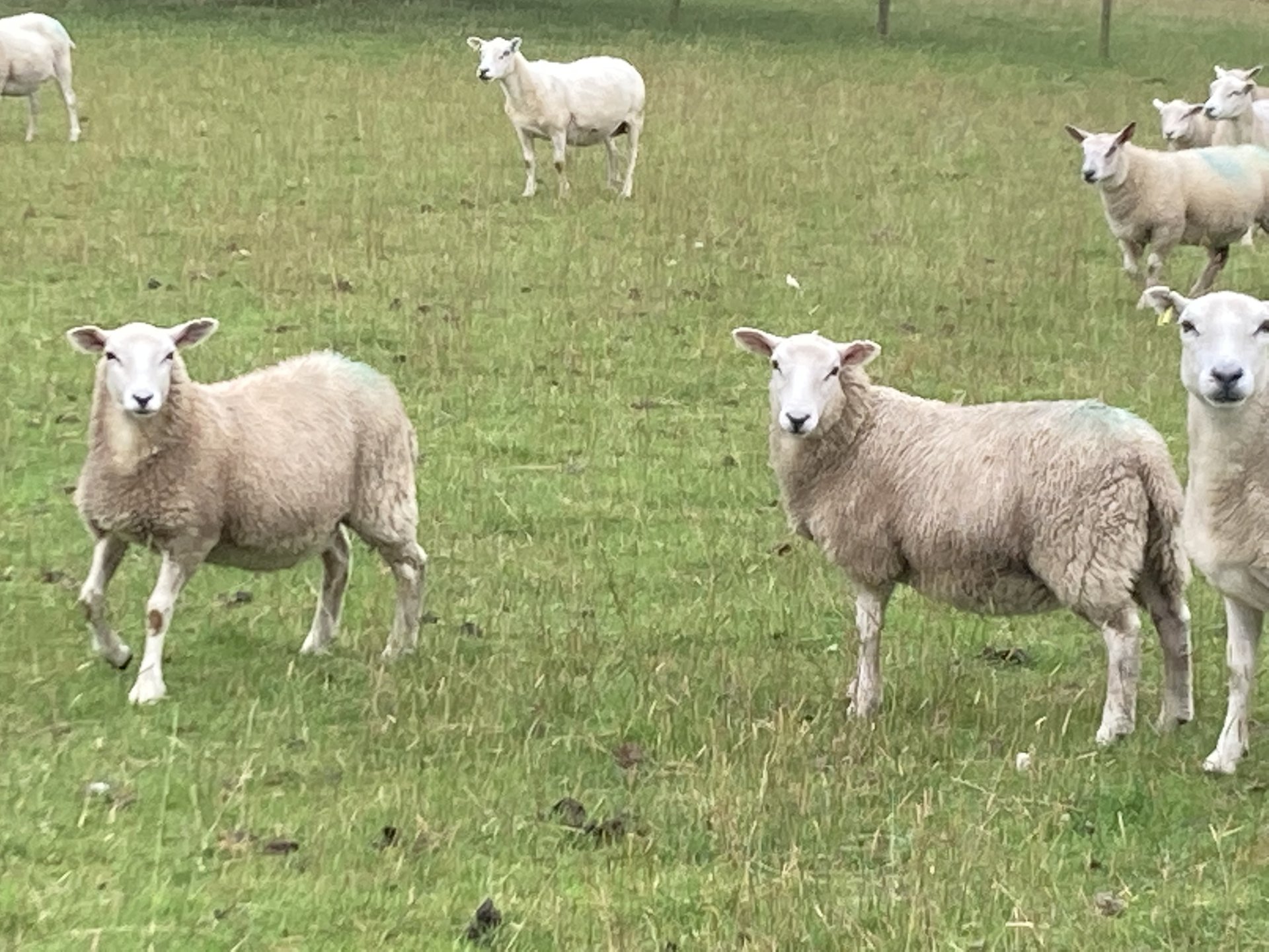 Highlander ewes | Page 2 | The Farming Forum