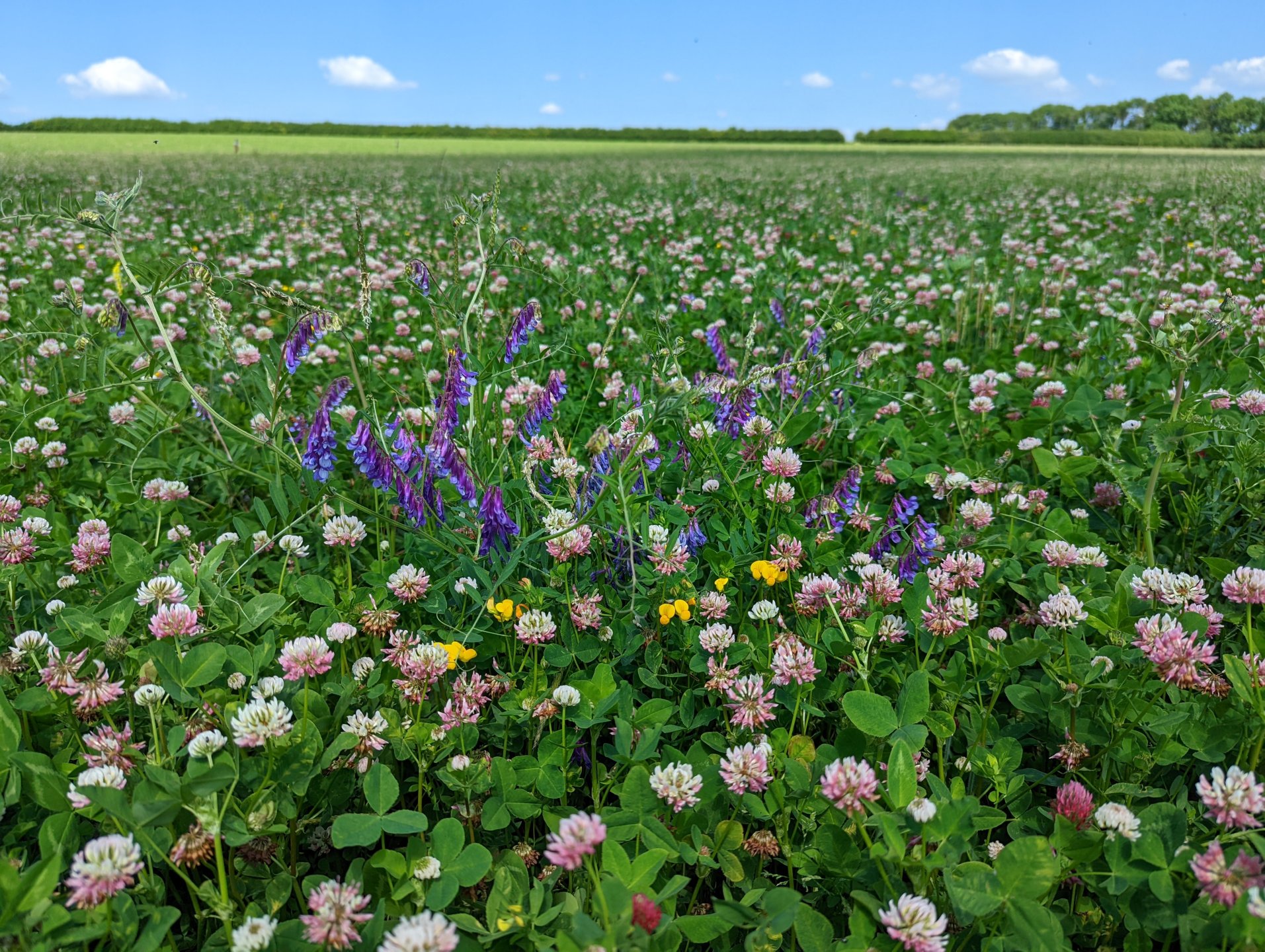 AB15 2 year legume fallow | Page 26 | The Farming Forum