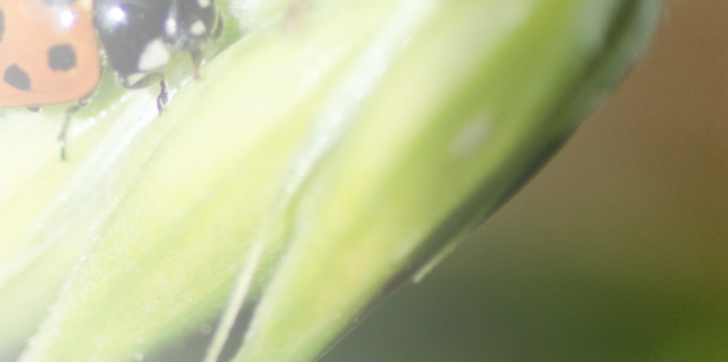 A digital tool to identify when aphids are reproducing | The Farming Forum