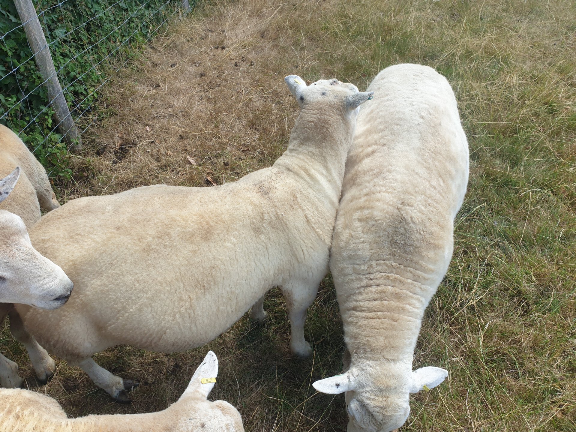 Exlana and Highlander Rams | The Farming Forum
