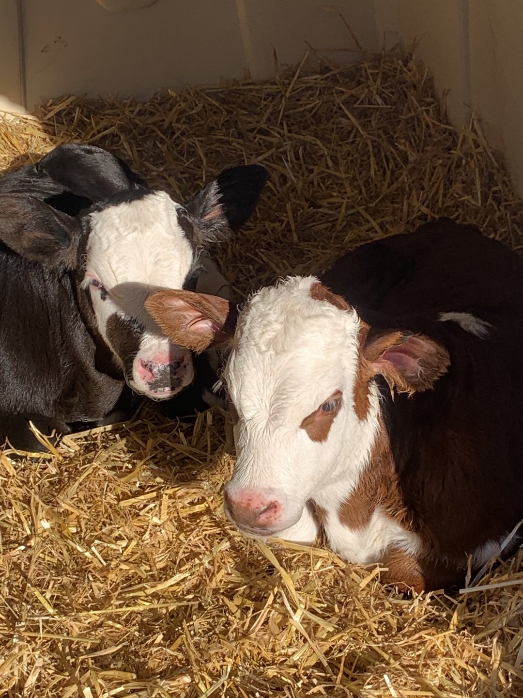 Dairy heifer and beef calves available | The Farming Forum