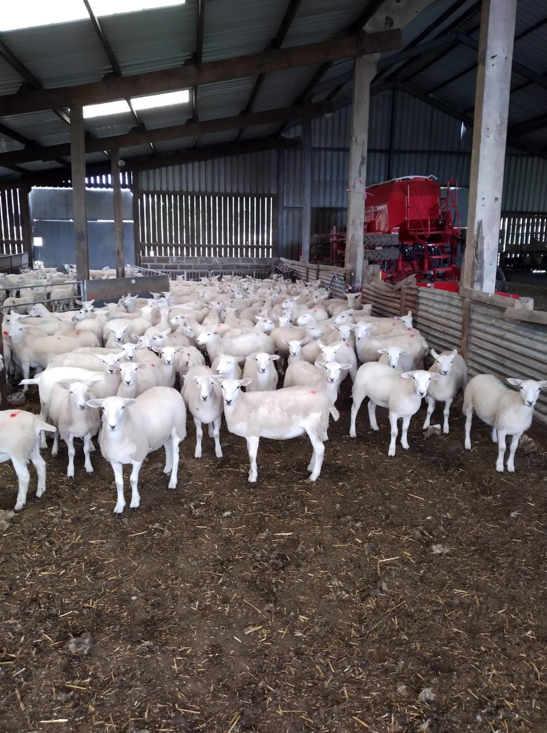 300 Exlana ewe lambs for sale | The Farming Forum