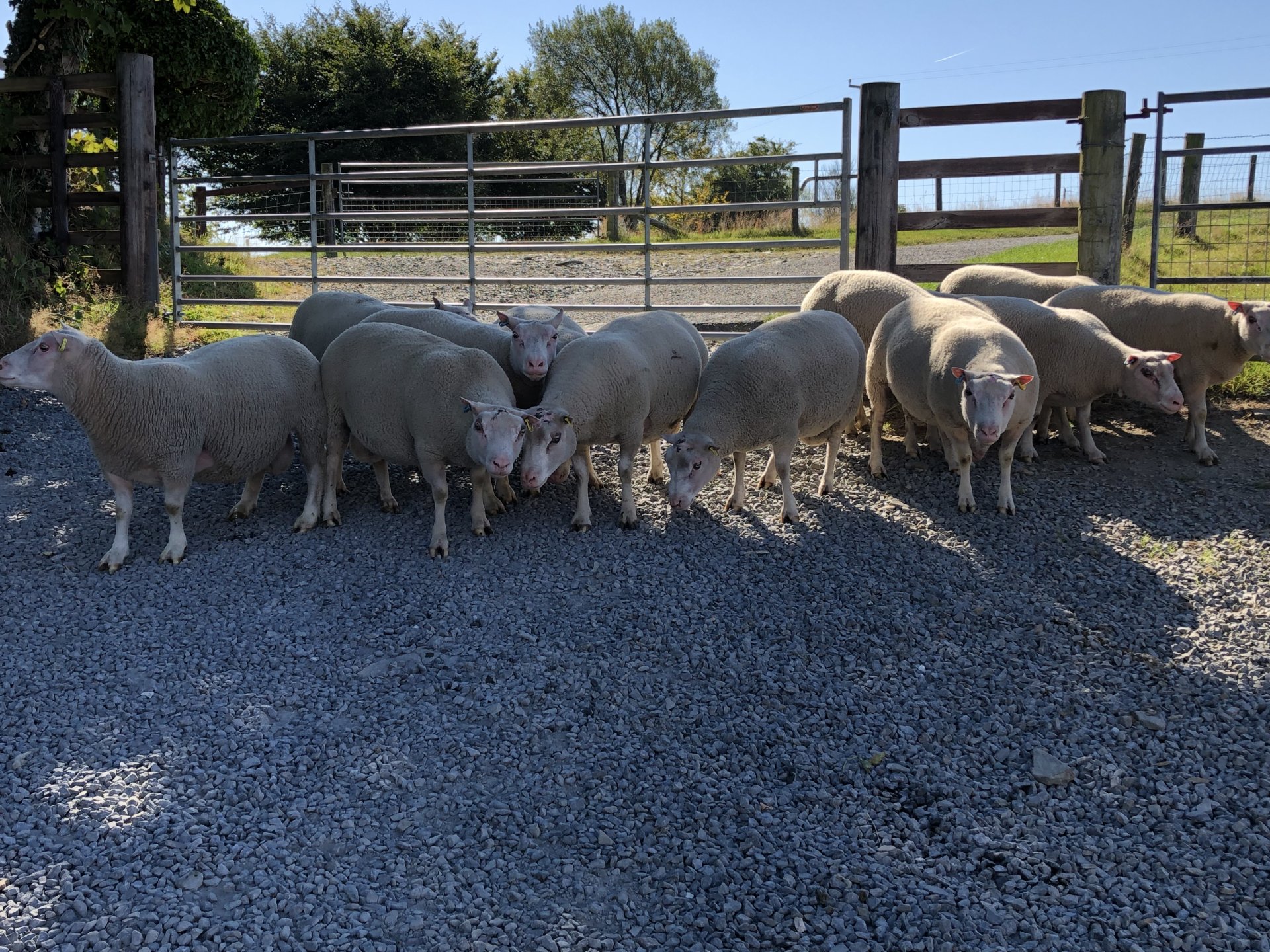 Charmoise yearling rams. | The Farming Forum