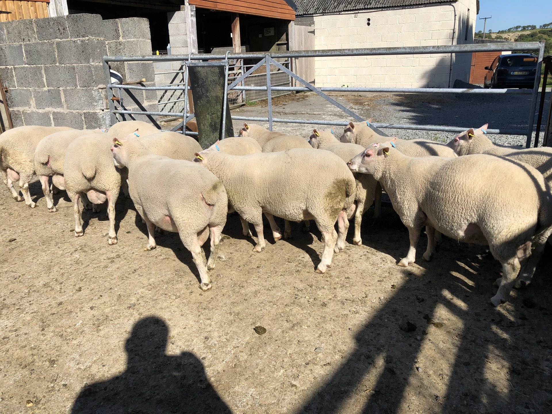 Charmoise yearling rams. | The Farming Forum