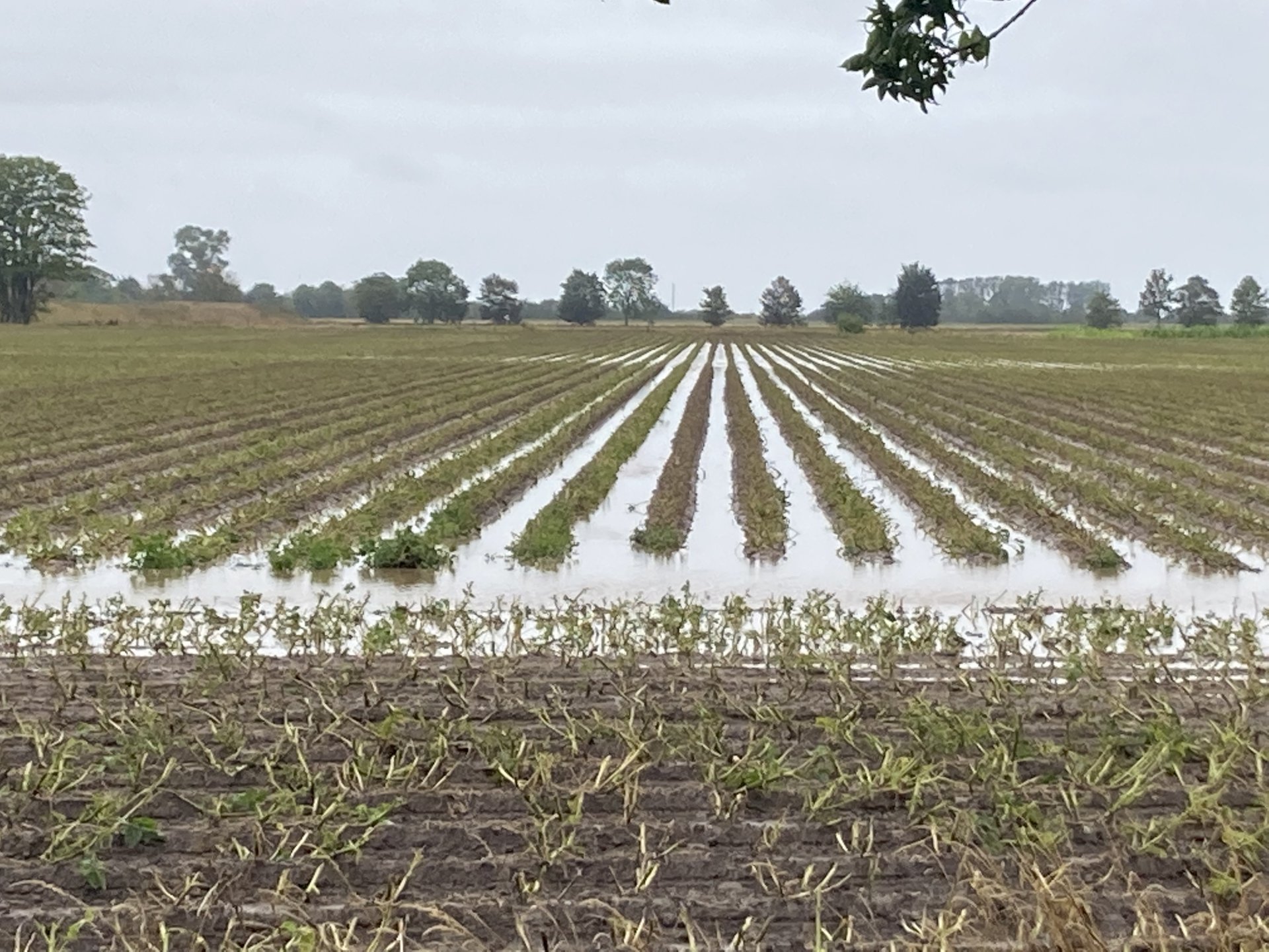 Rain who’s not had it? | Page 6 | The Farming Forum