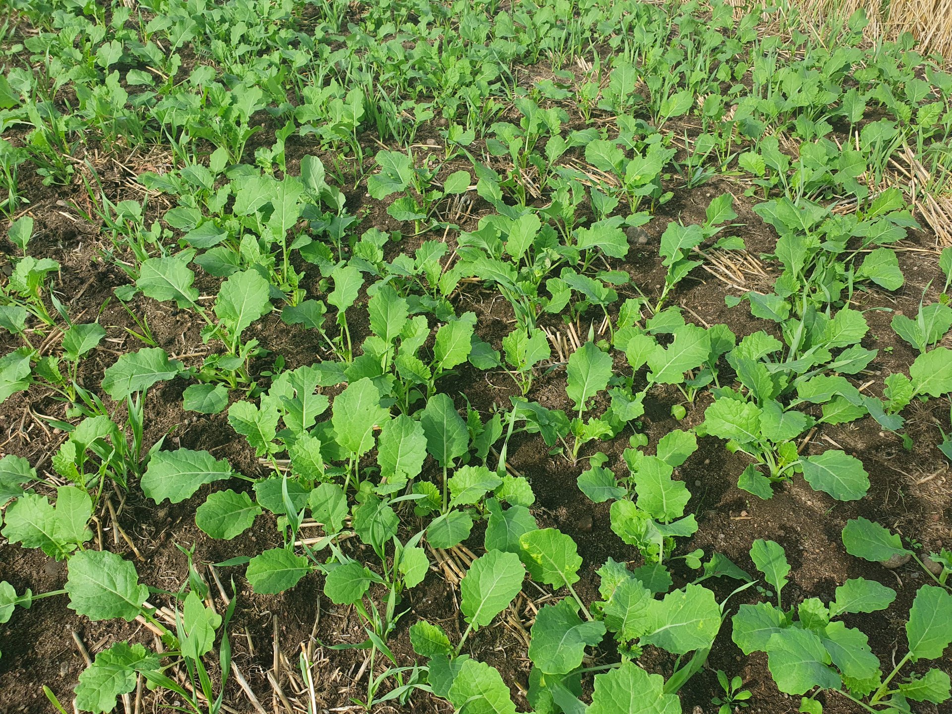 Stubble turnips/fodder rape fert | The Farming Forum