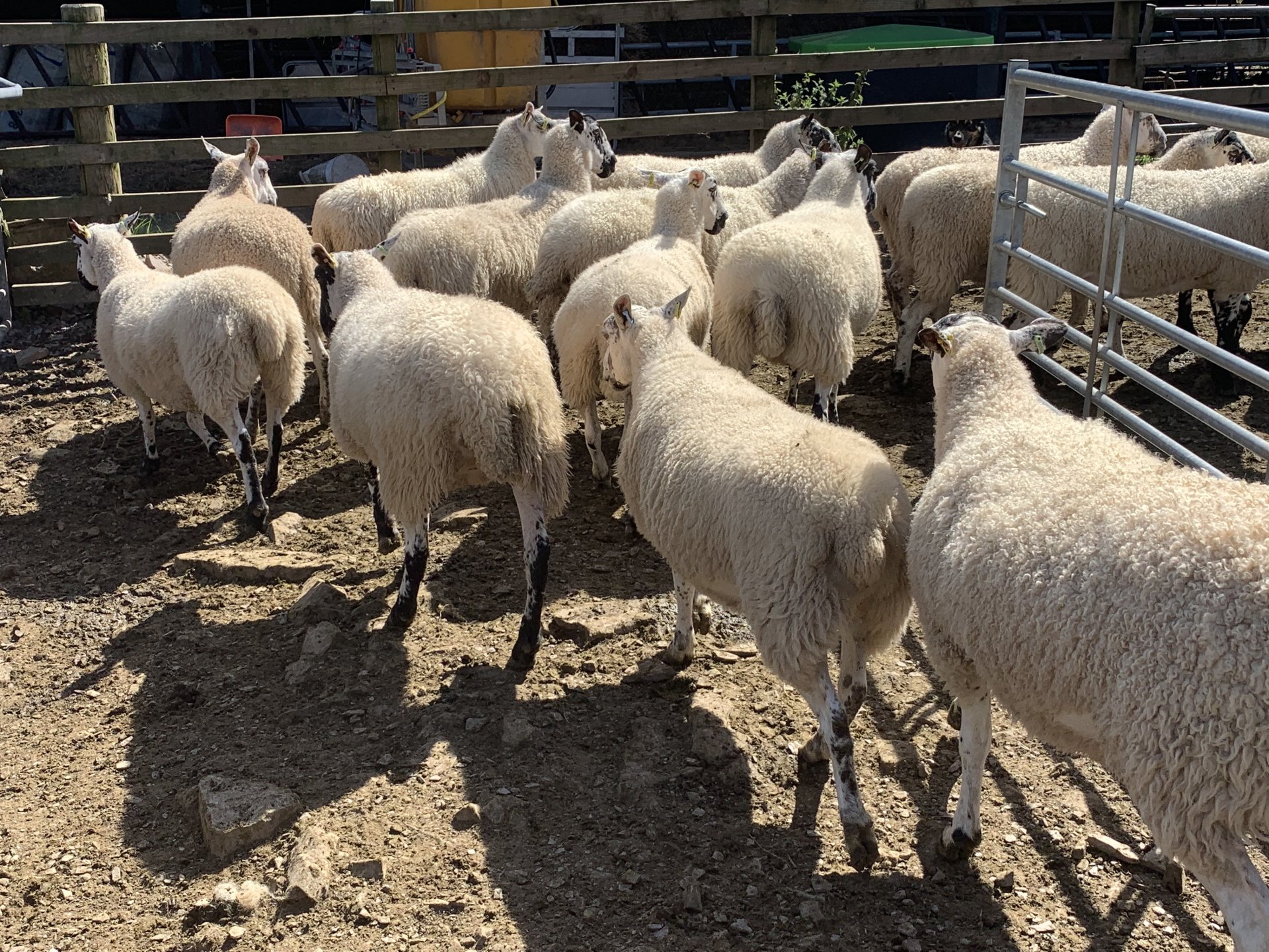 Scotch mule Gimmers for sale | The Farming Forum