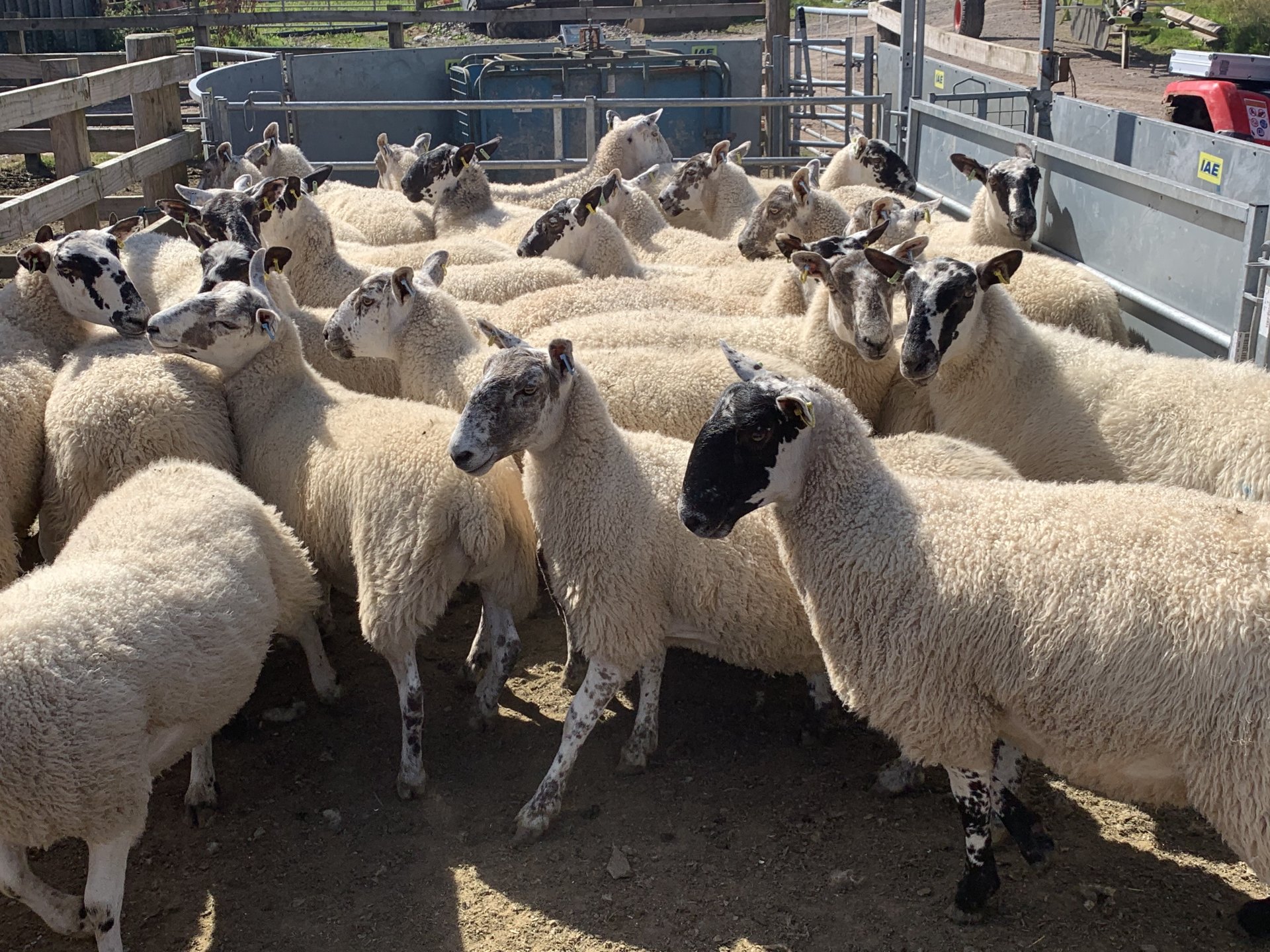 Scotch mule Gimmers for sale | The Farming Forum