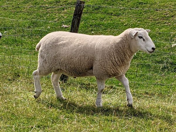 NZ Romney x Texel Shearling Tups | The Farming Forum